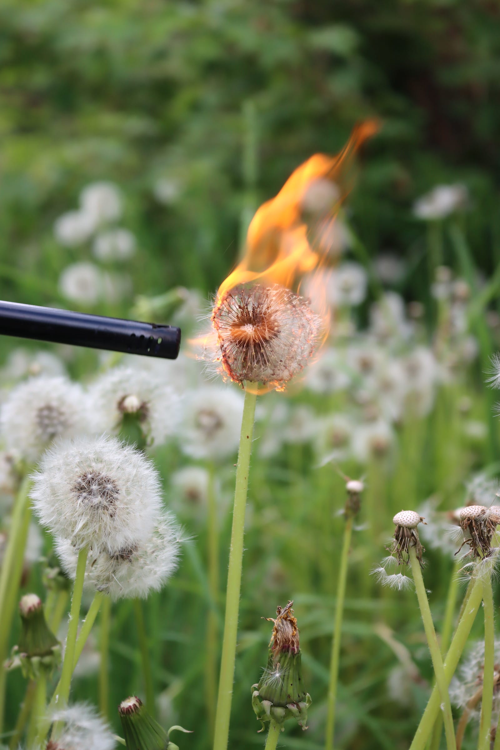 June 2023 | Practical Self Reliance - by Ashley Adamant