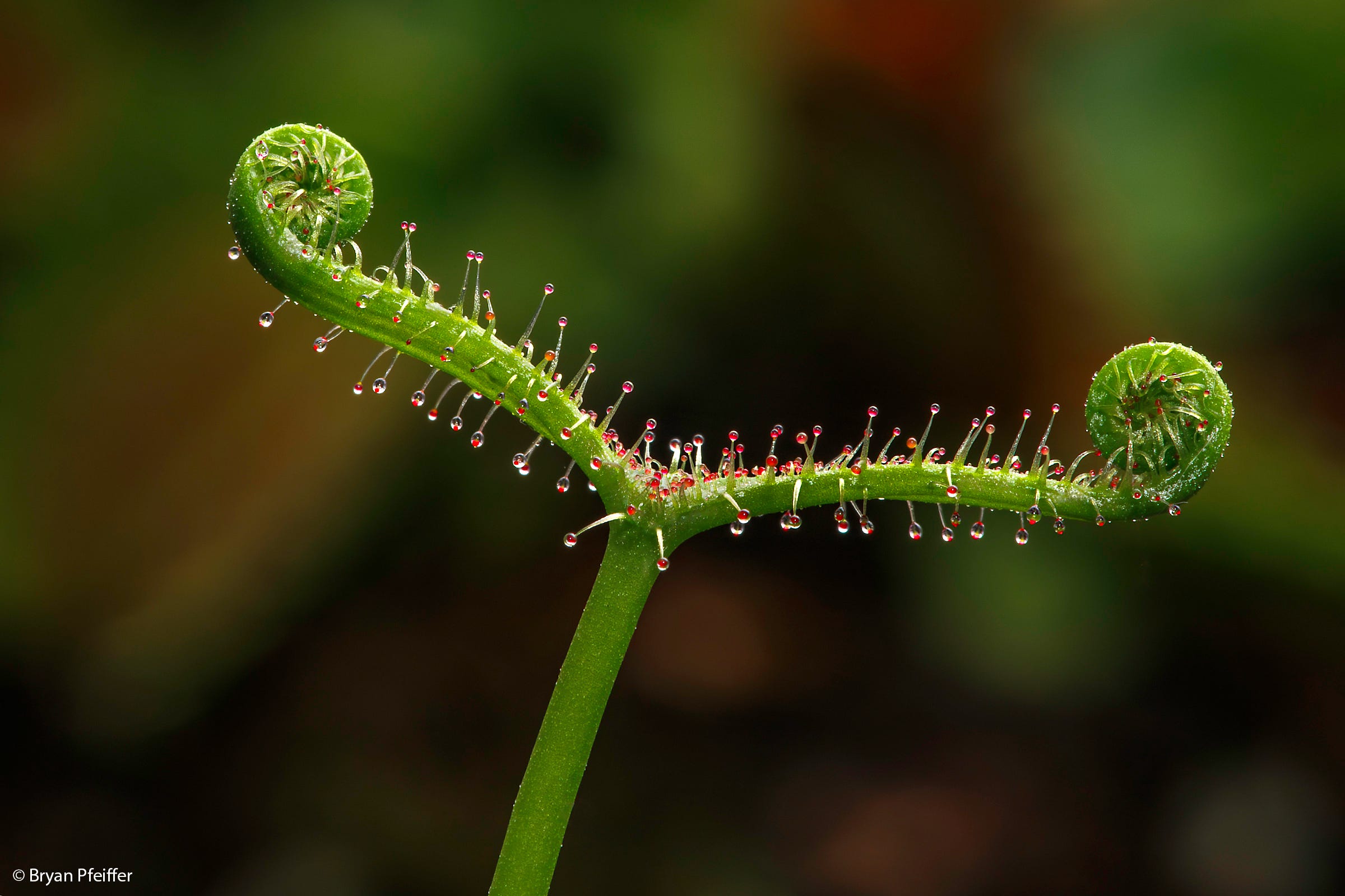The Owl and the Sundew - by Bryan Pfeiffer - Chasing Nature