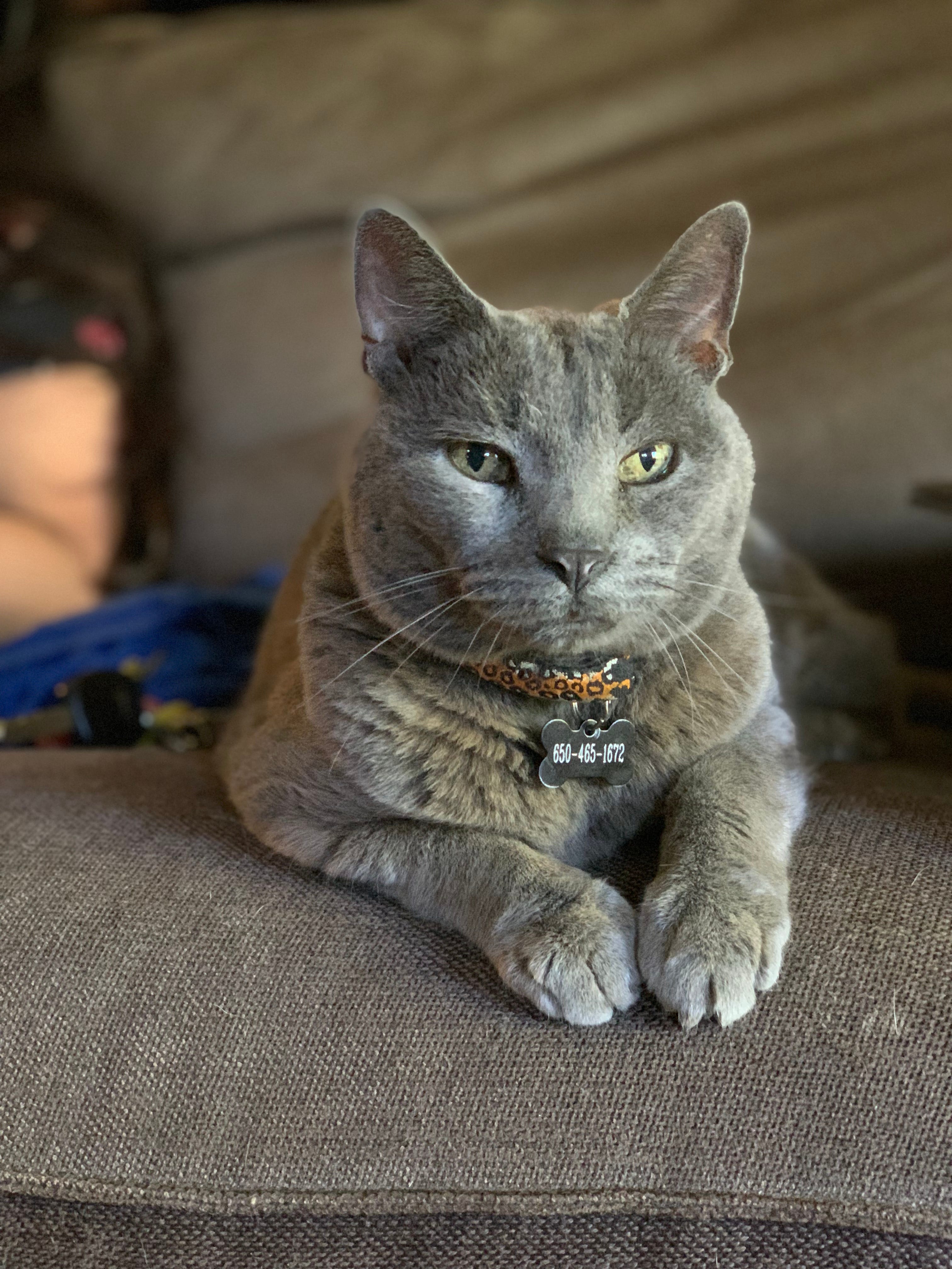 What I Learned from the World’s Most Unflappable Cat