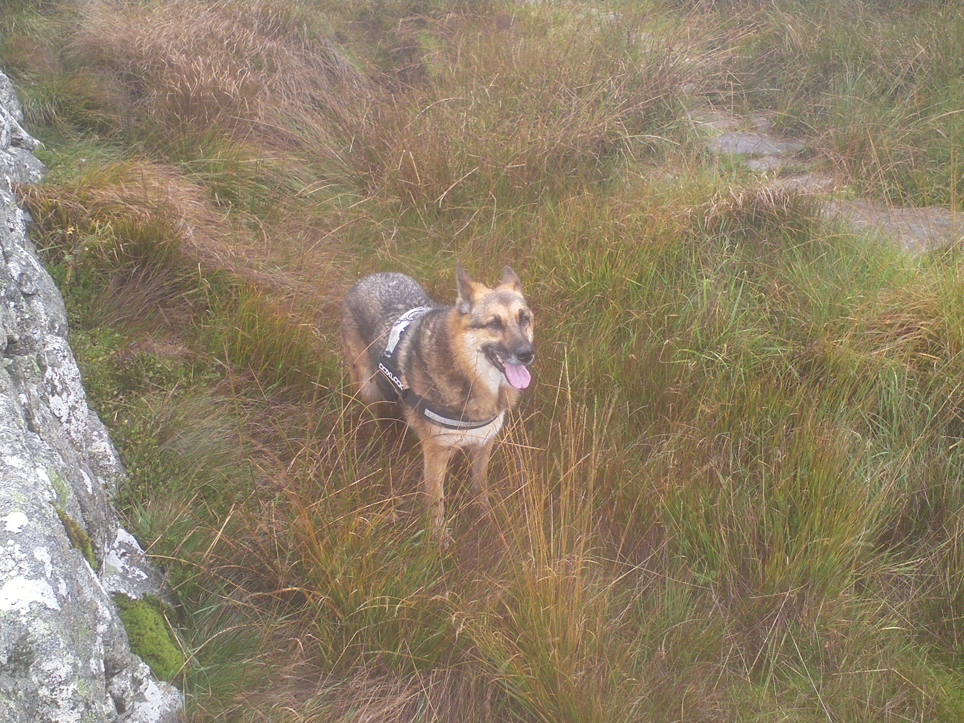 Apes, Wolves, Permian Extinction Rebellion And The Net Zero Cliff Edge ...