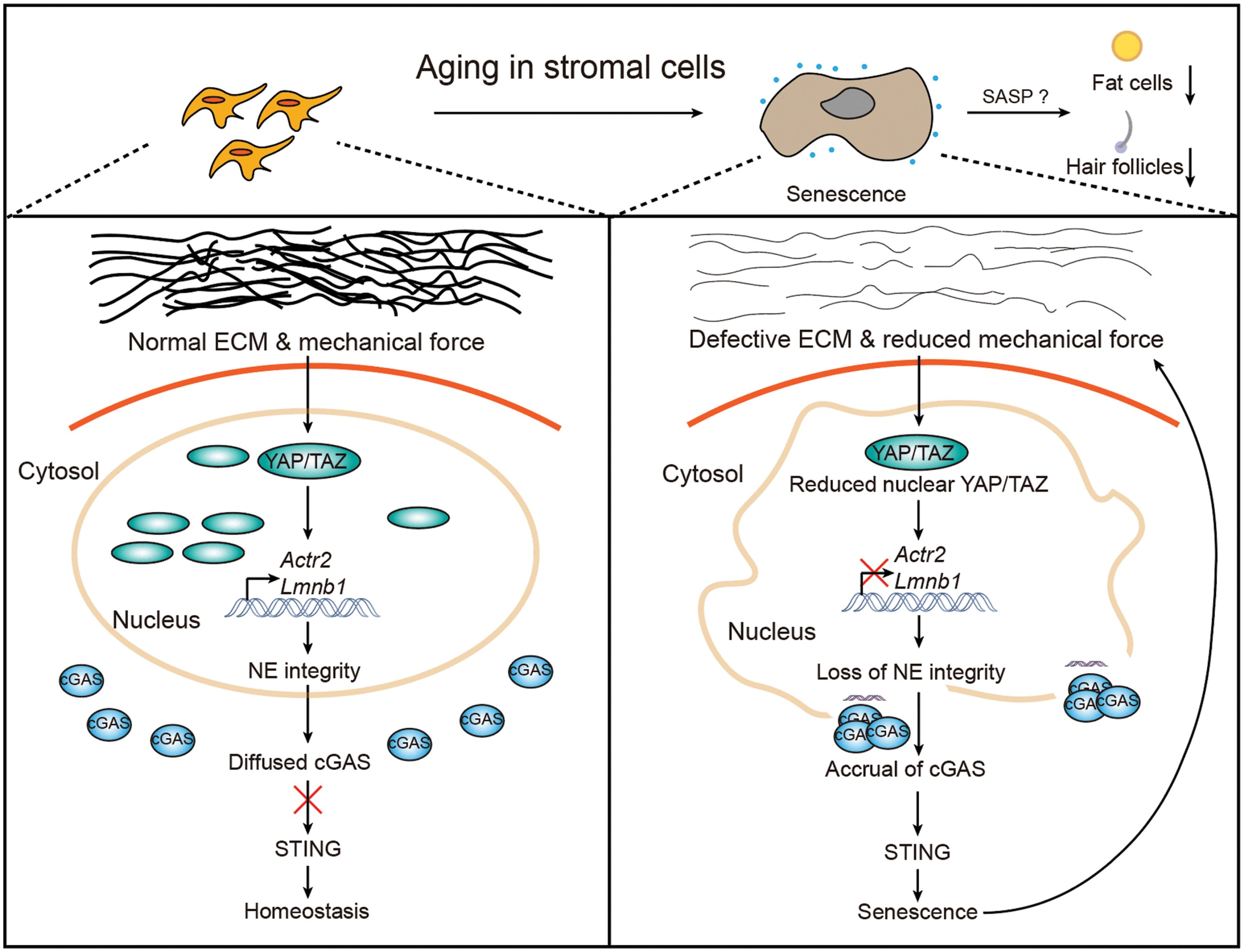 Matrisome of Ageing - by Ghanendra Singh - ageX Labs
