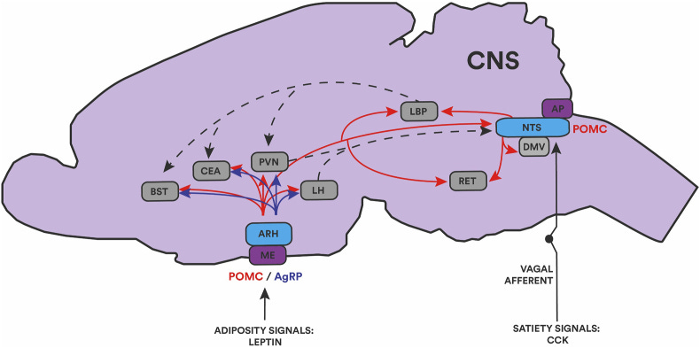 Circadian rhythms, non-native EMF and leptins