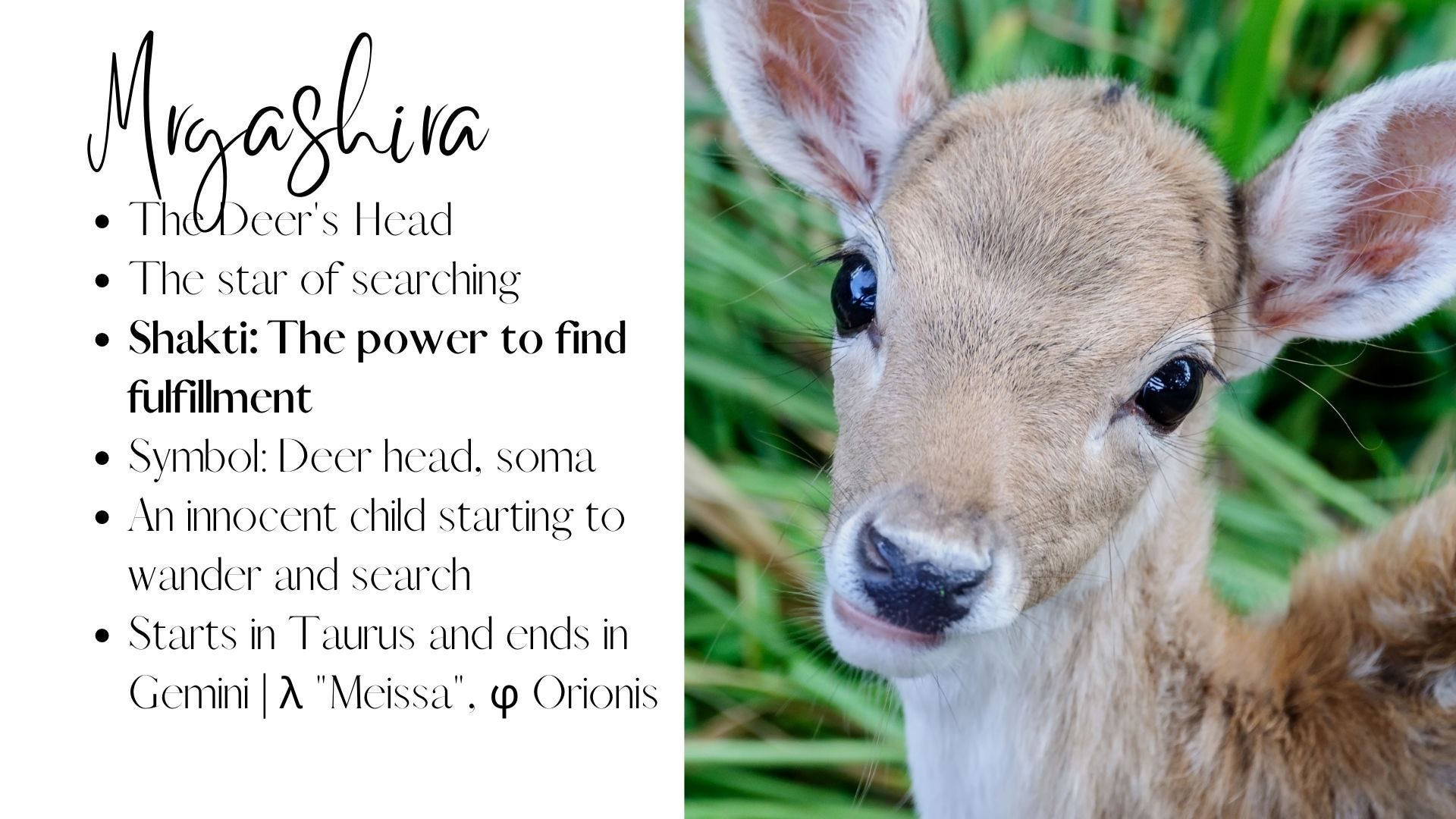 Mrigashira | The Search - by Jenn Brooks - Wisdom Bites