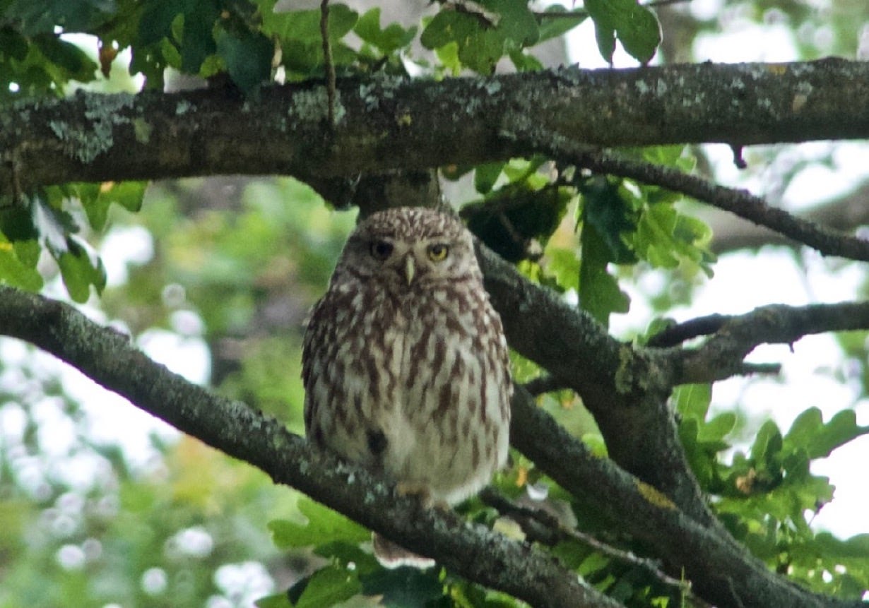 Six Birds… - by Lev Parikian - Six Things