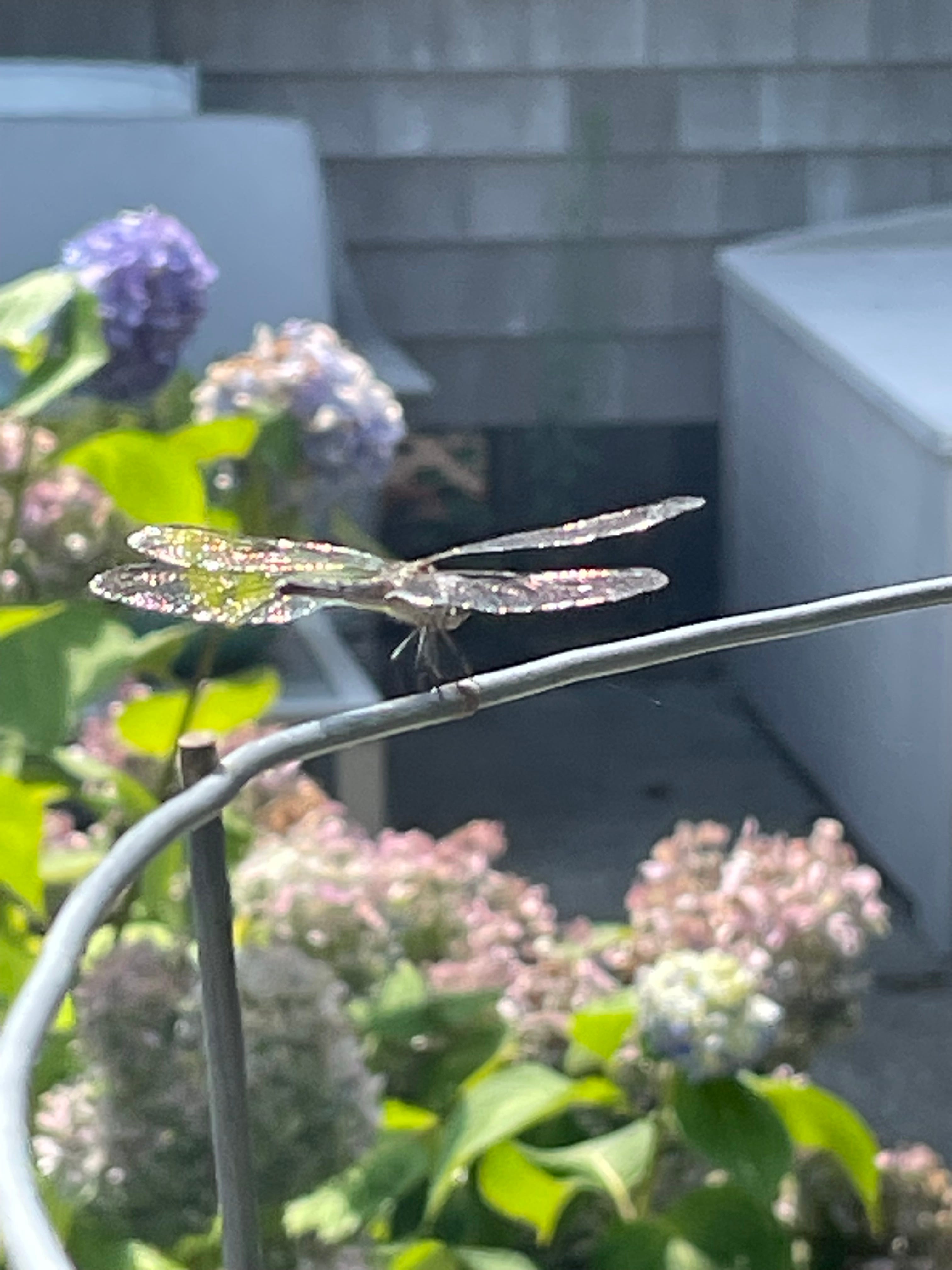 The Arrival of Dragonflies - by Kristy Acevedo