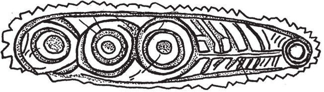 The Bullroarer: a history of man's most sacred ritual object