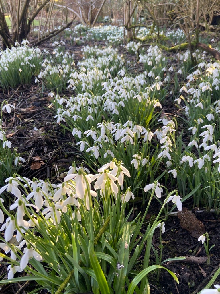 PETAL, SEPAL OR TEPAL?