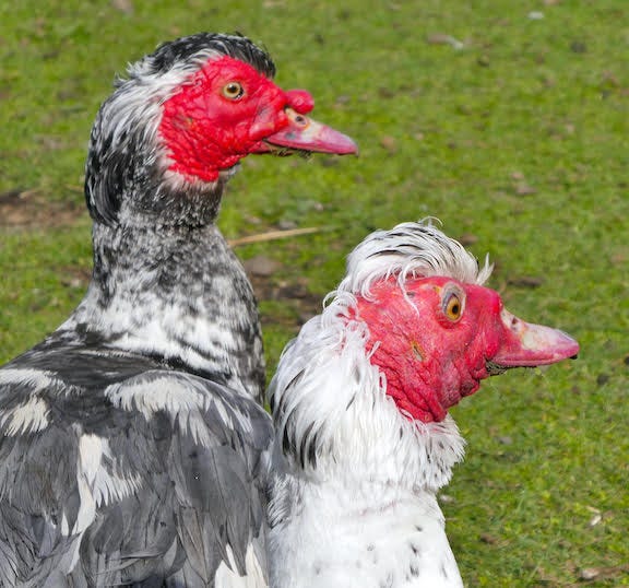 The Ladies' Man - Mr 'M' - by Connie Korbel-Mickey