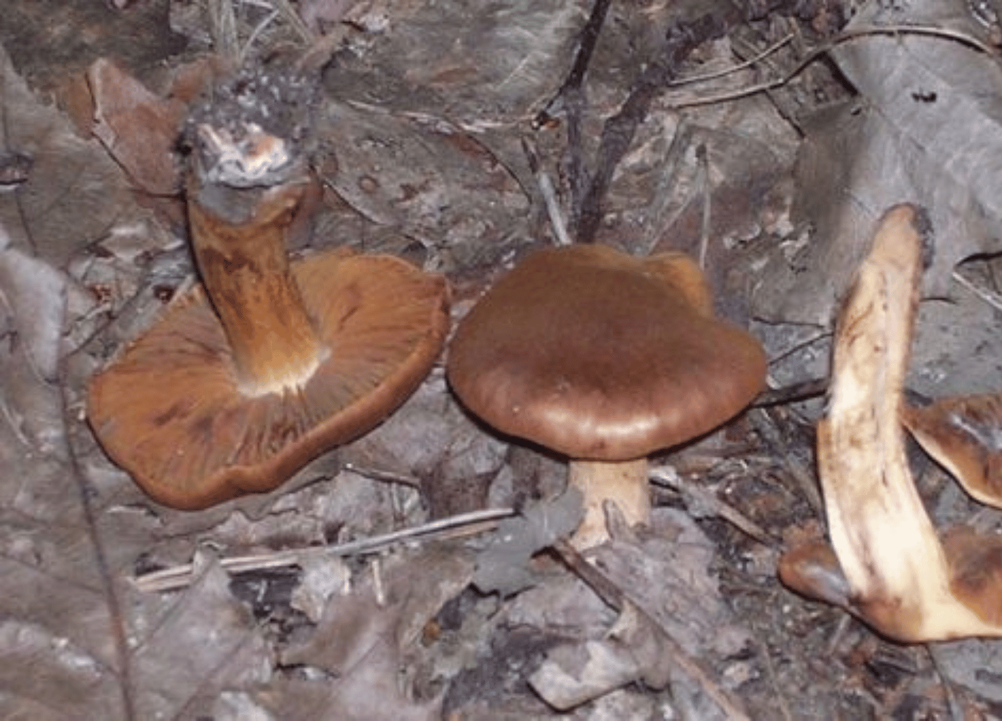 The Dark Truth About Wavy Cap Mushrooms (Psilocybe cyanescens)