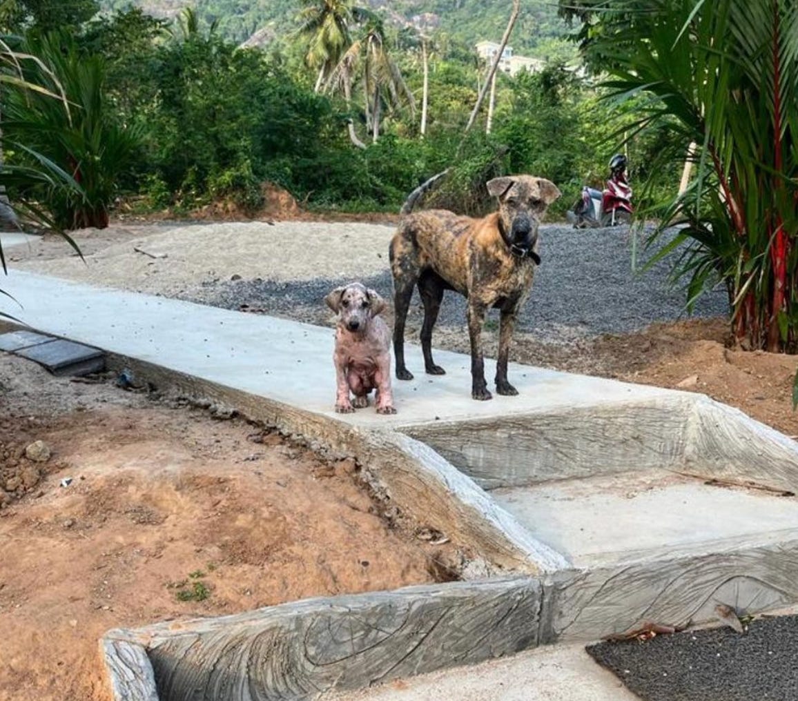 25 Quick Fire FAQs About Rodney - by Niall Harbison