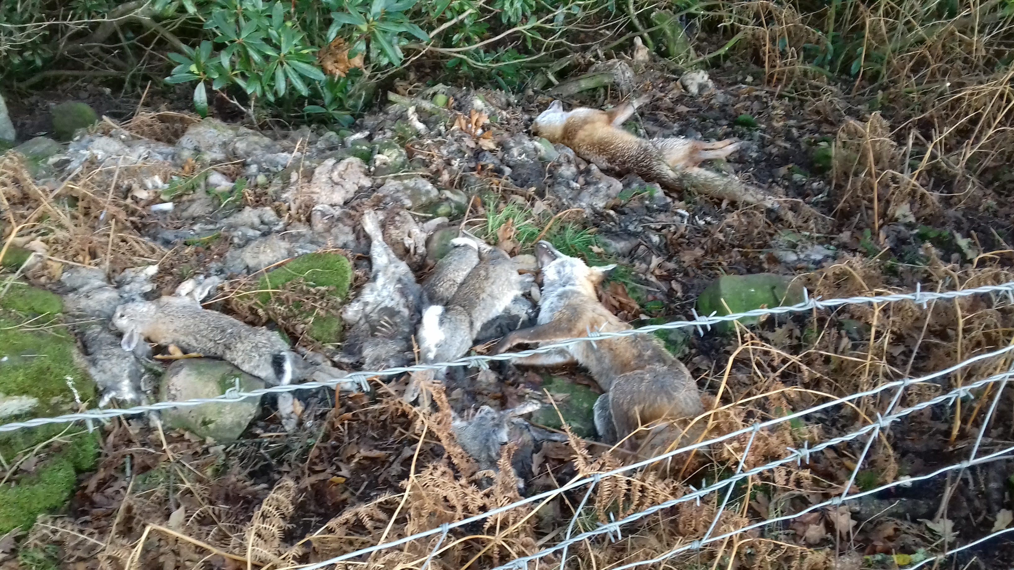 Stink Pits - as disgusting as they sound