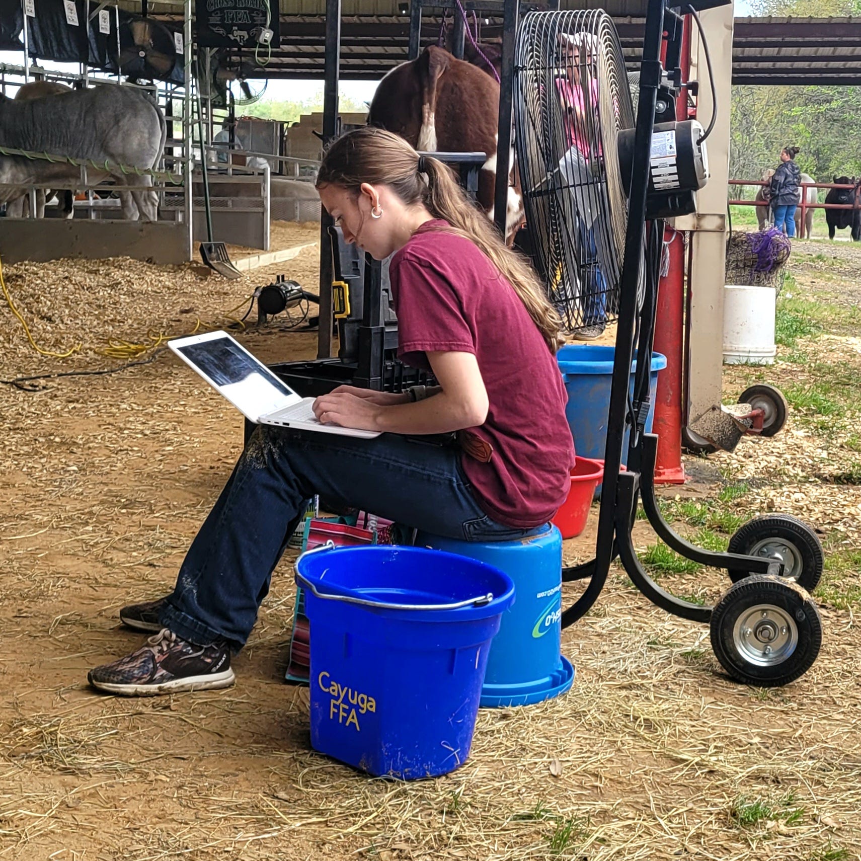 NOTEBOOK: School Work Doesn't Stop During Livestock Show Week