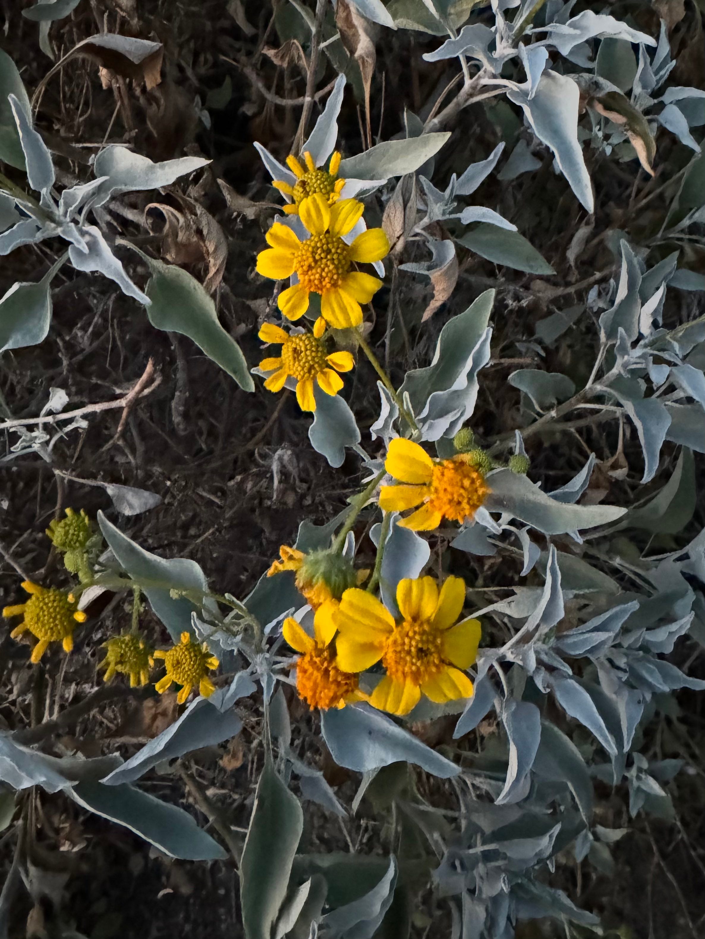 今日所见野花 - by 方舟子Shimin Fang - 方舟子Shimin’s Substack