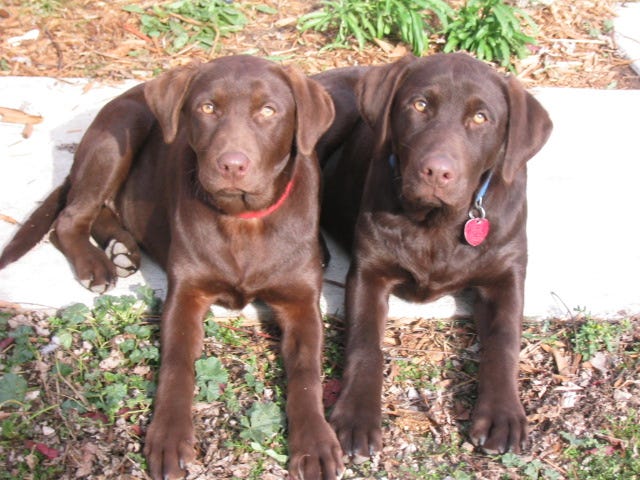 The U.S. has a new favorite dog breed – and it’s not the Labrador Retriever