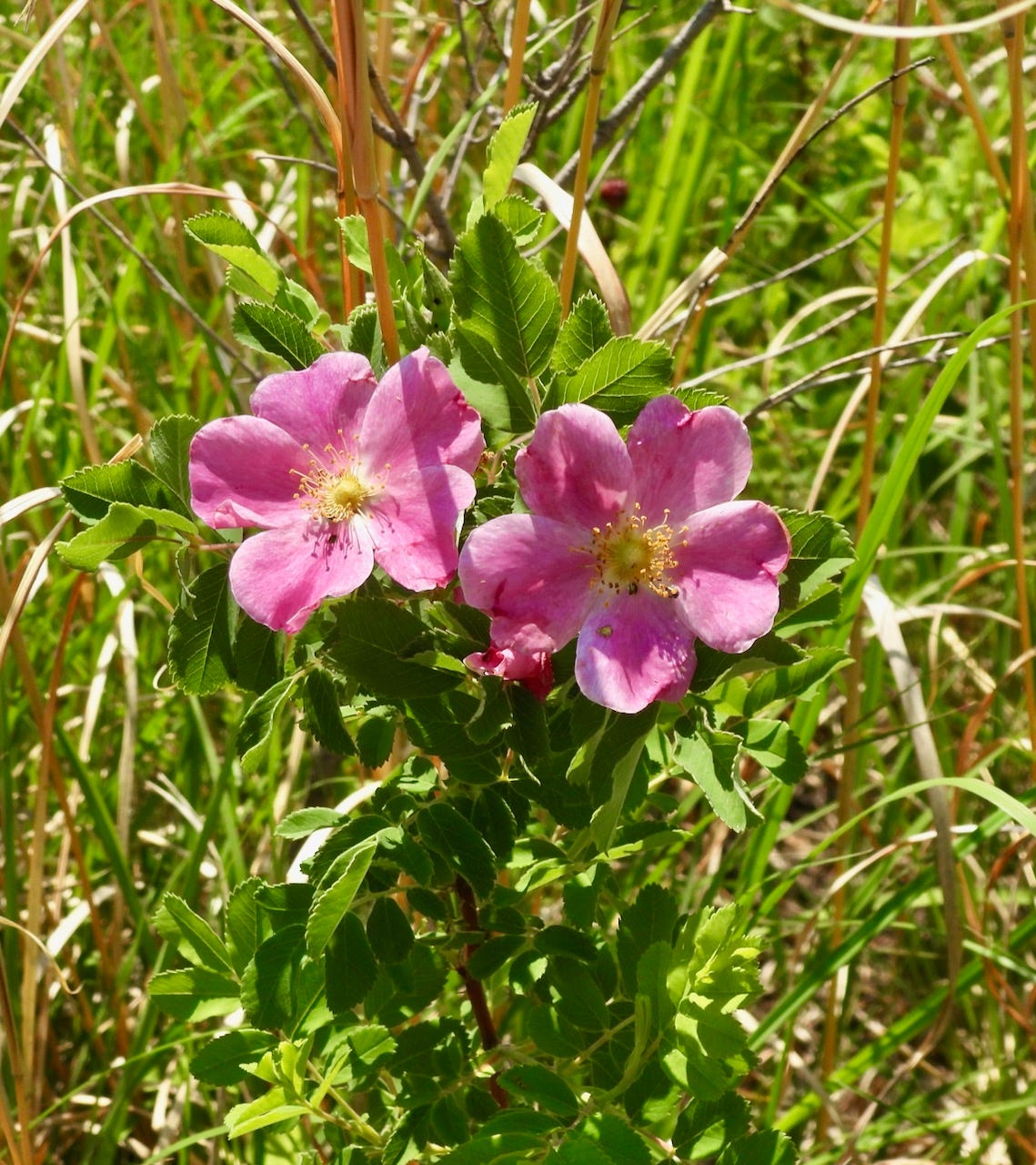 Loess Hills Connections - by Larry Stone