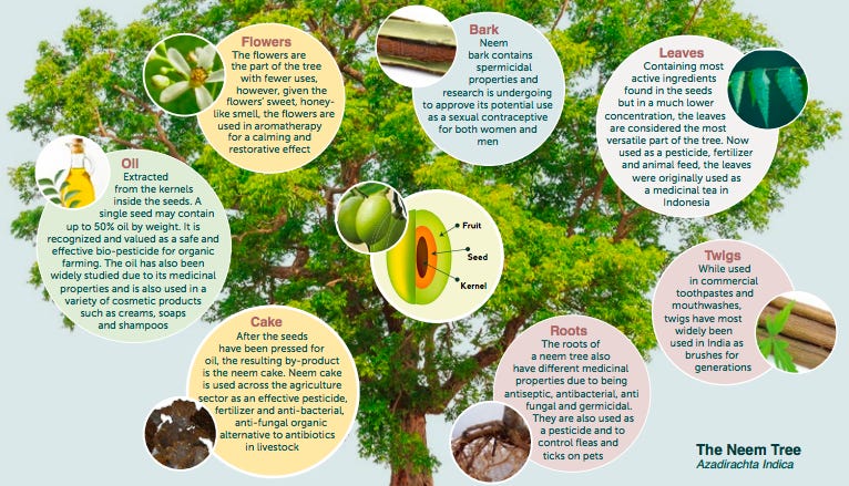 🌳 This is How India Plans to Grow More Neem Trees