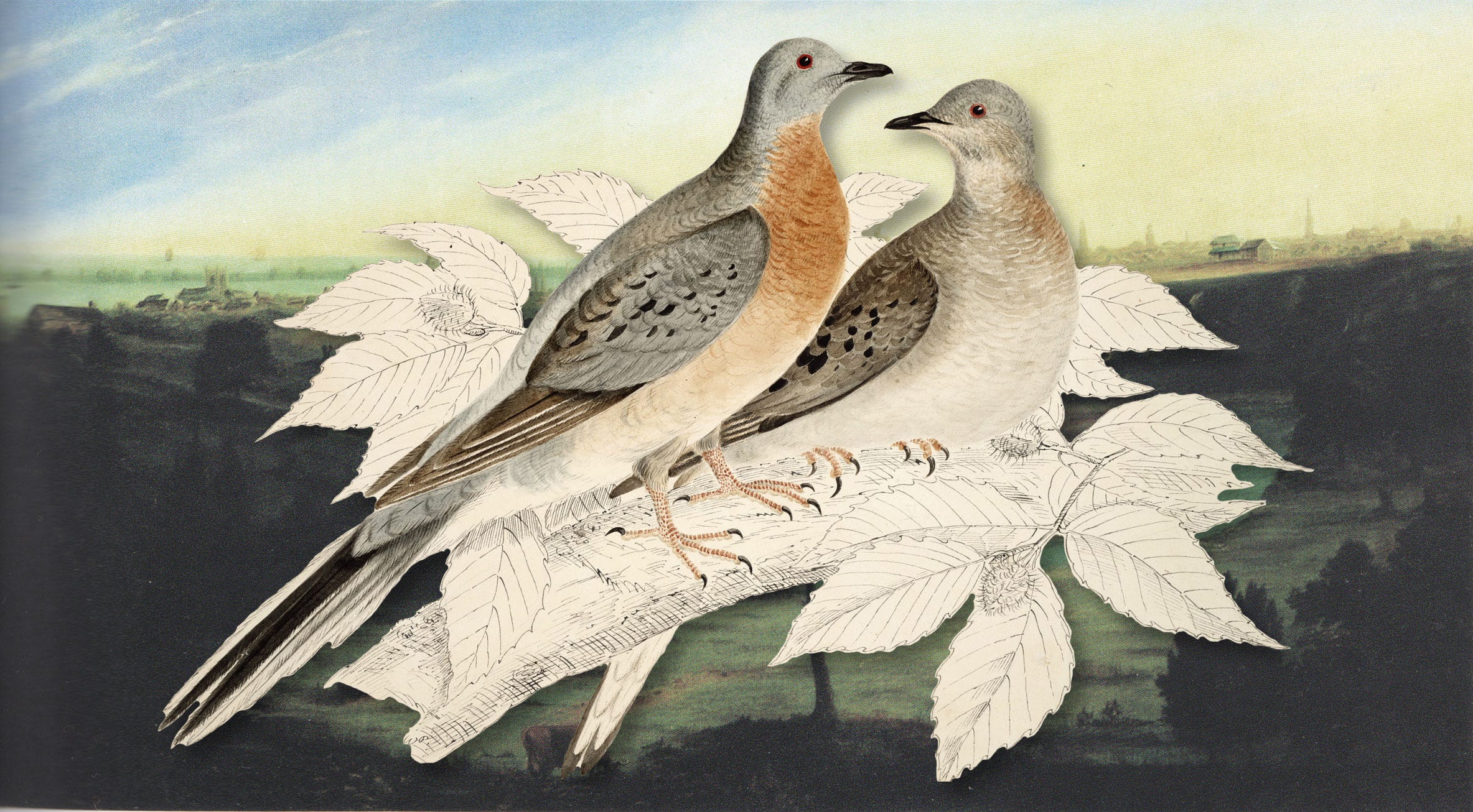 A Brief History of the Pigeons of Toronto - by Adam Bunch