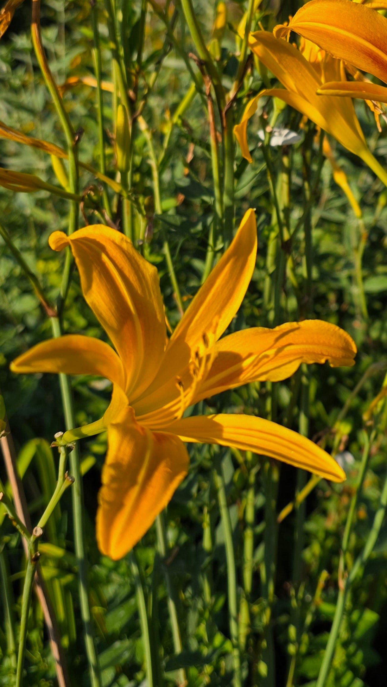 August rain: the best of the summer gone, and the new fall not yet born ...