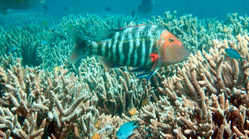 Have We Reached Peak Fish? - Need to Know by Stephen Leahy