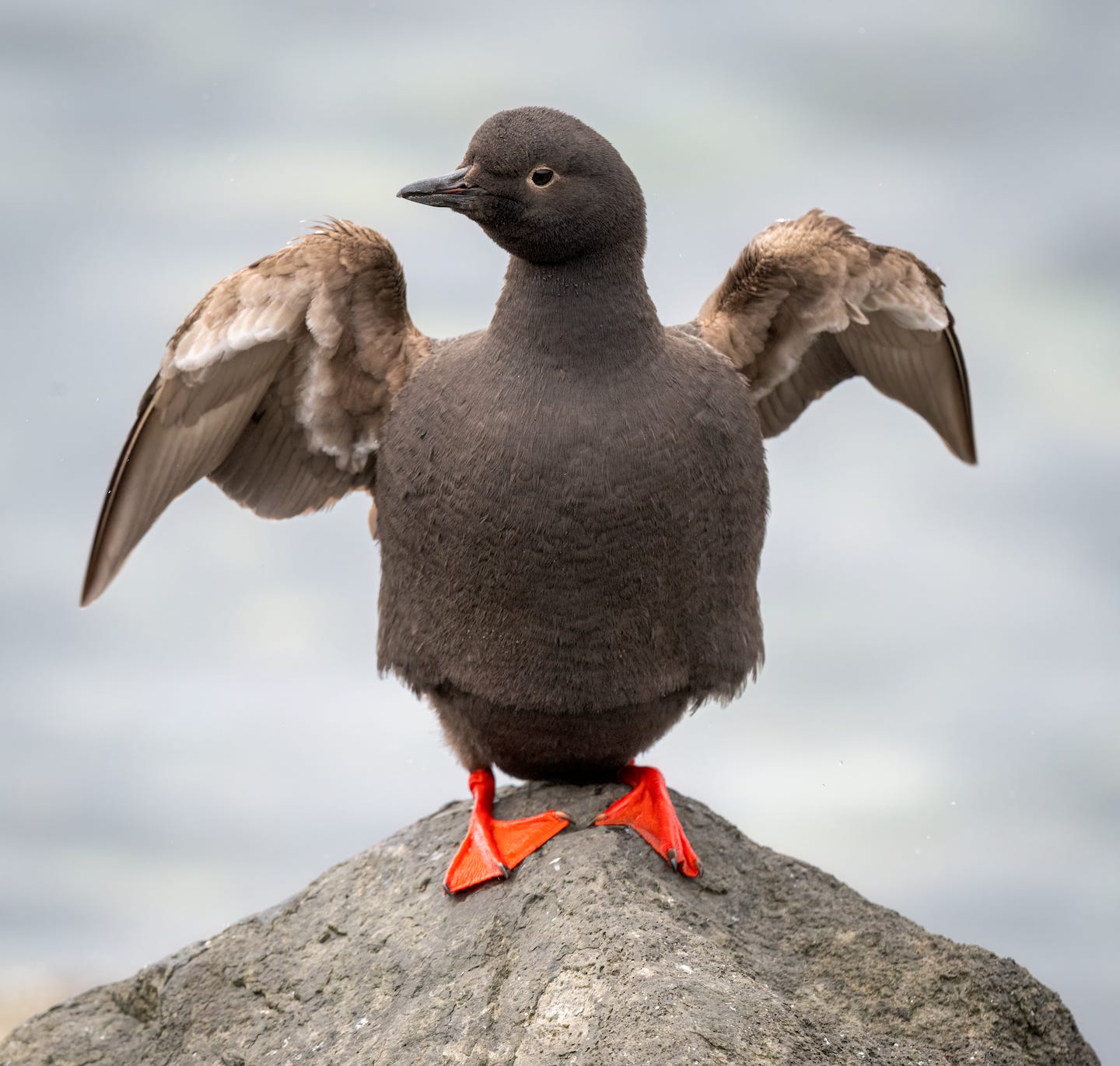 The abuse of Joan Baez - by Kerry Tremain - Wild Things