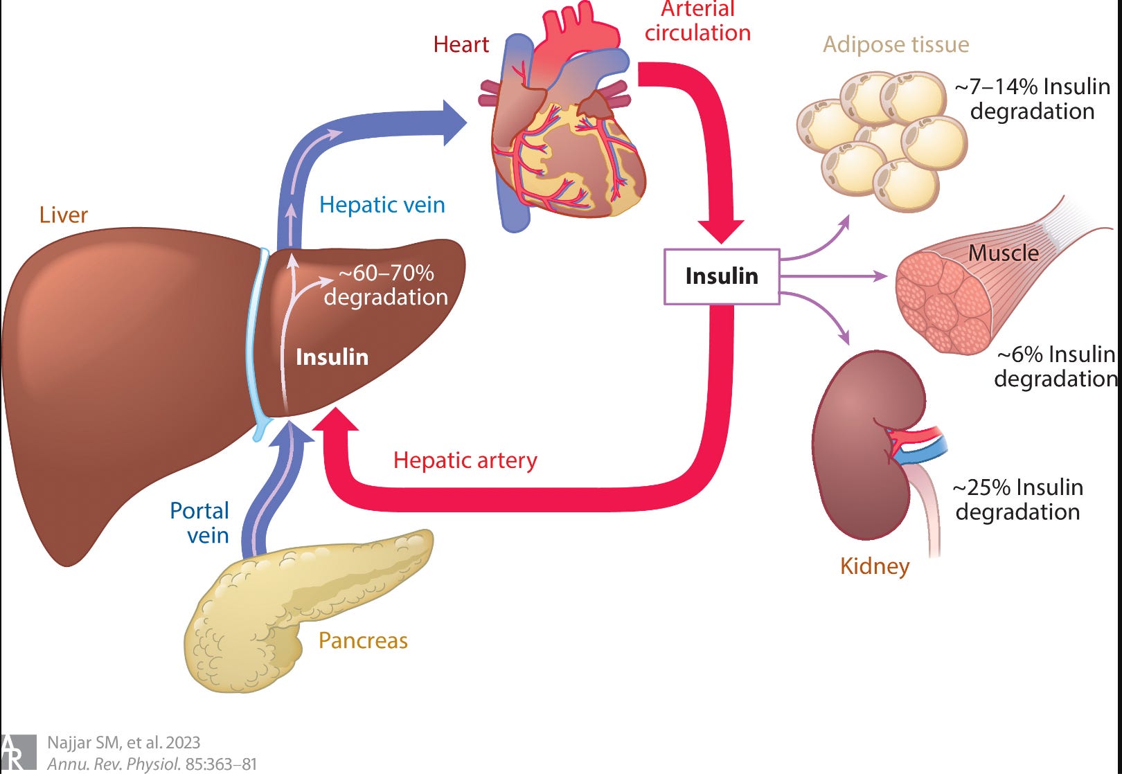 The Arrow #135 - by Michael Eades - The Arrow