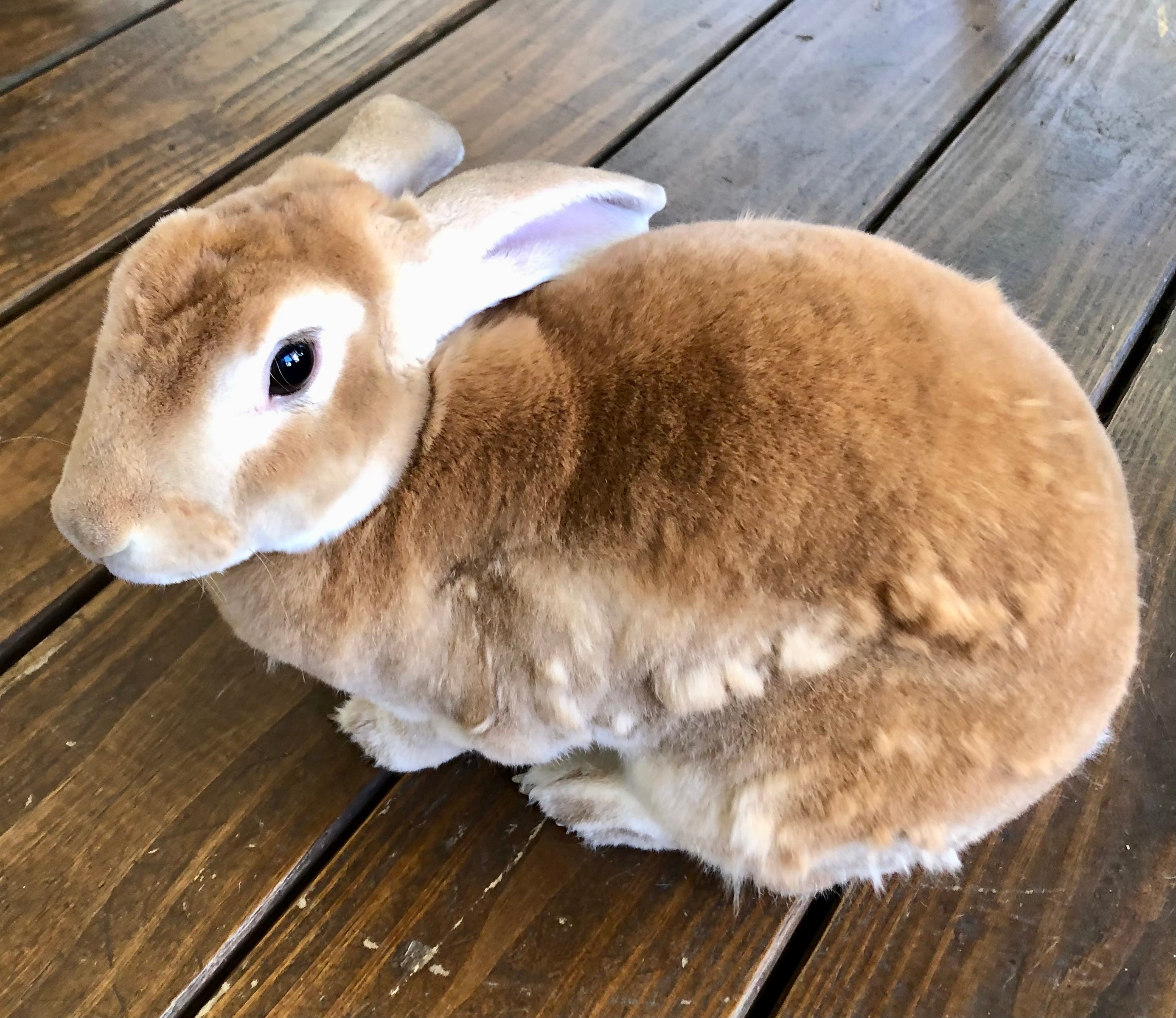 Bun Break: It’s shedding season - by Leah P - Lagomorpha