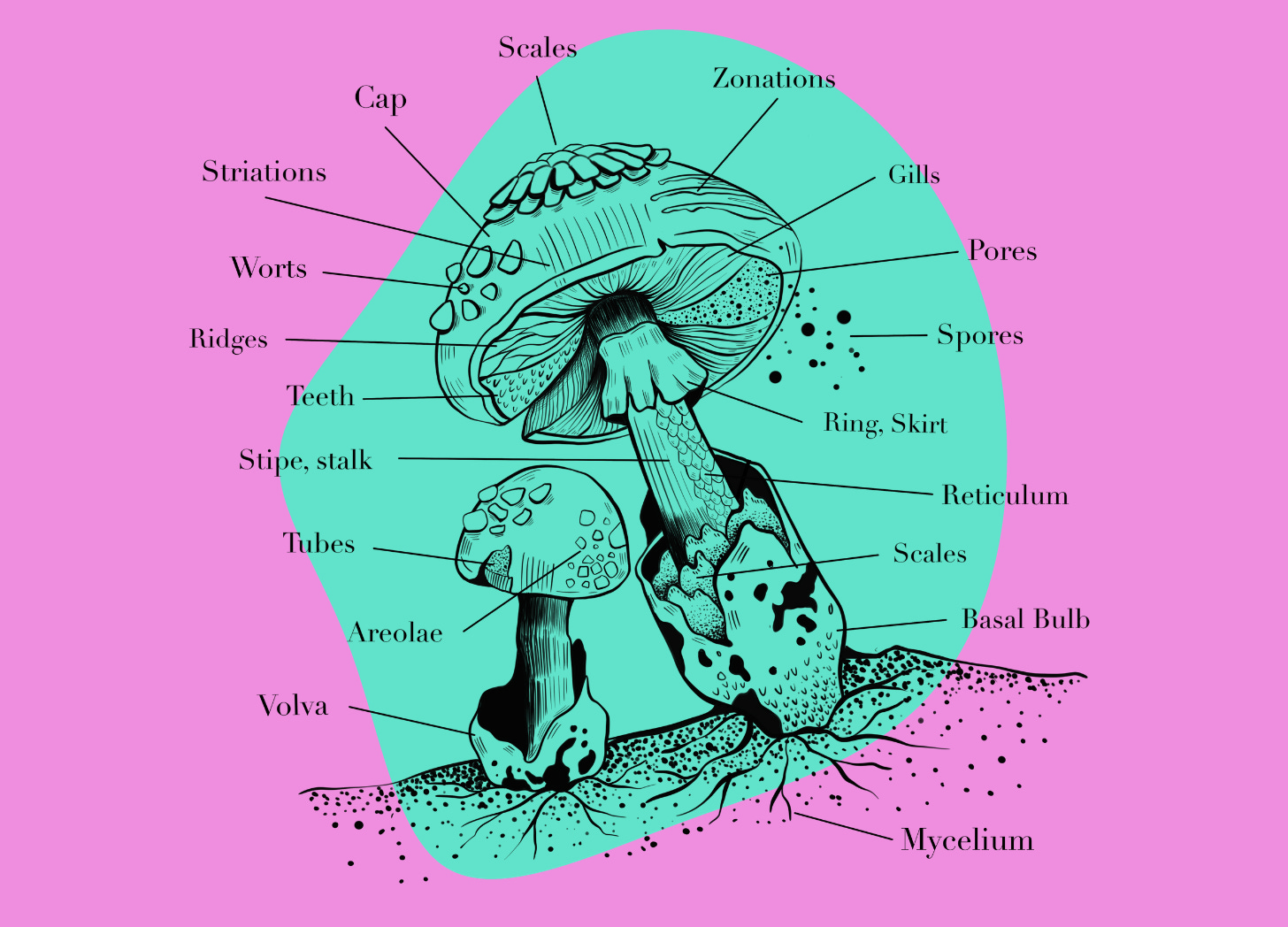 Mushrooms Dissected: Essential Anatomy for Foragers 🍄🔍