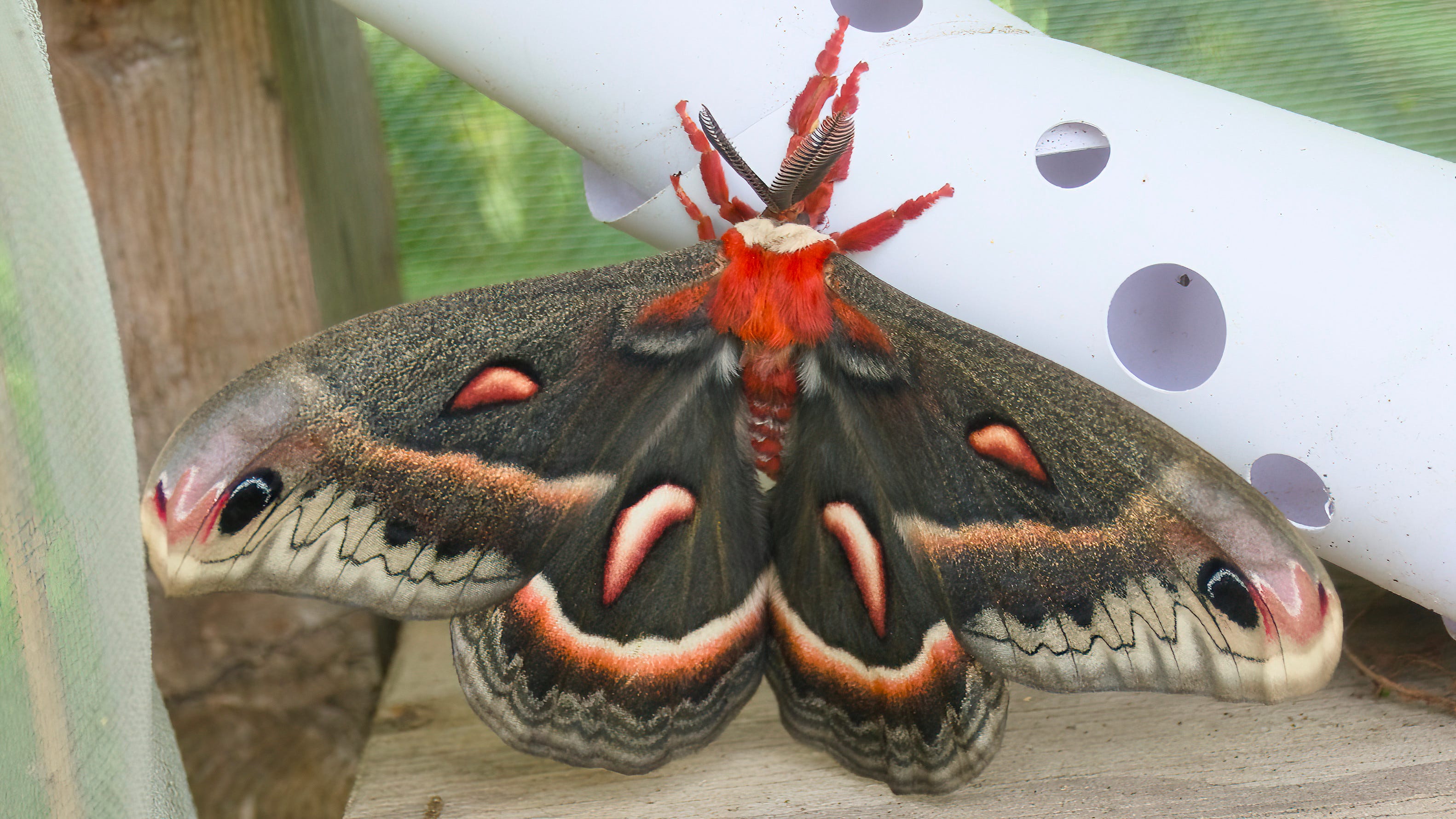 Cecropia - The Largest Moth on the Continent