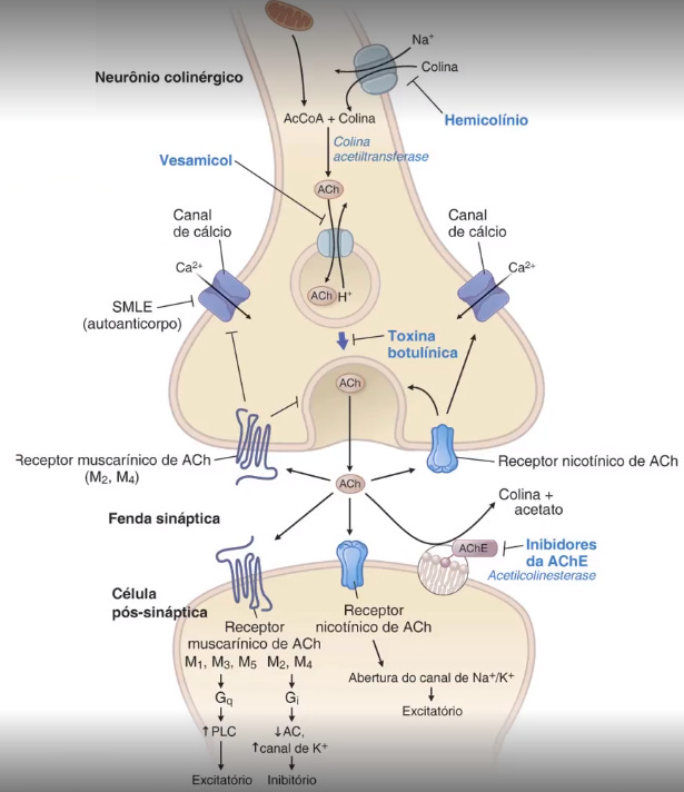 Neurotransmissores e receptores colinérgicos - Transmissão Colinérgica