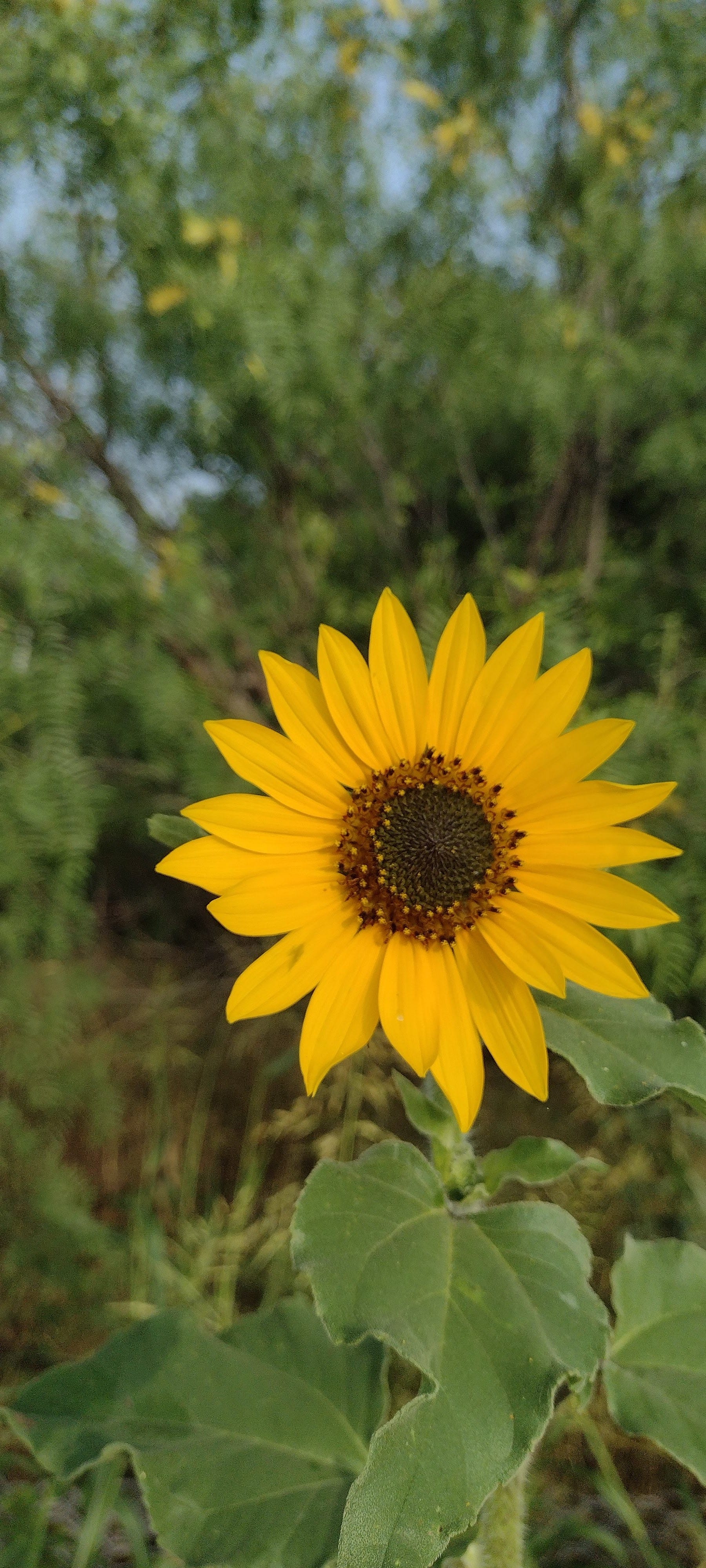 He Loves Me, He Loves Me Not - susie’s Substack