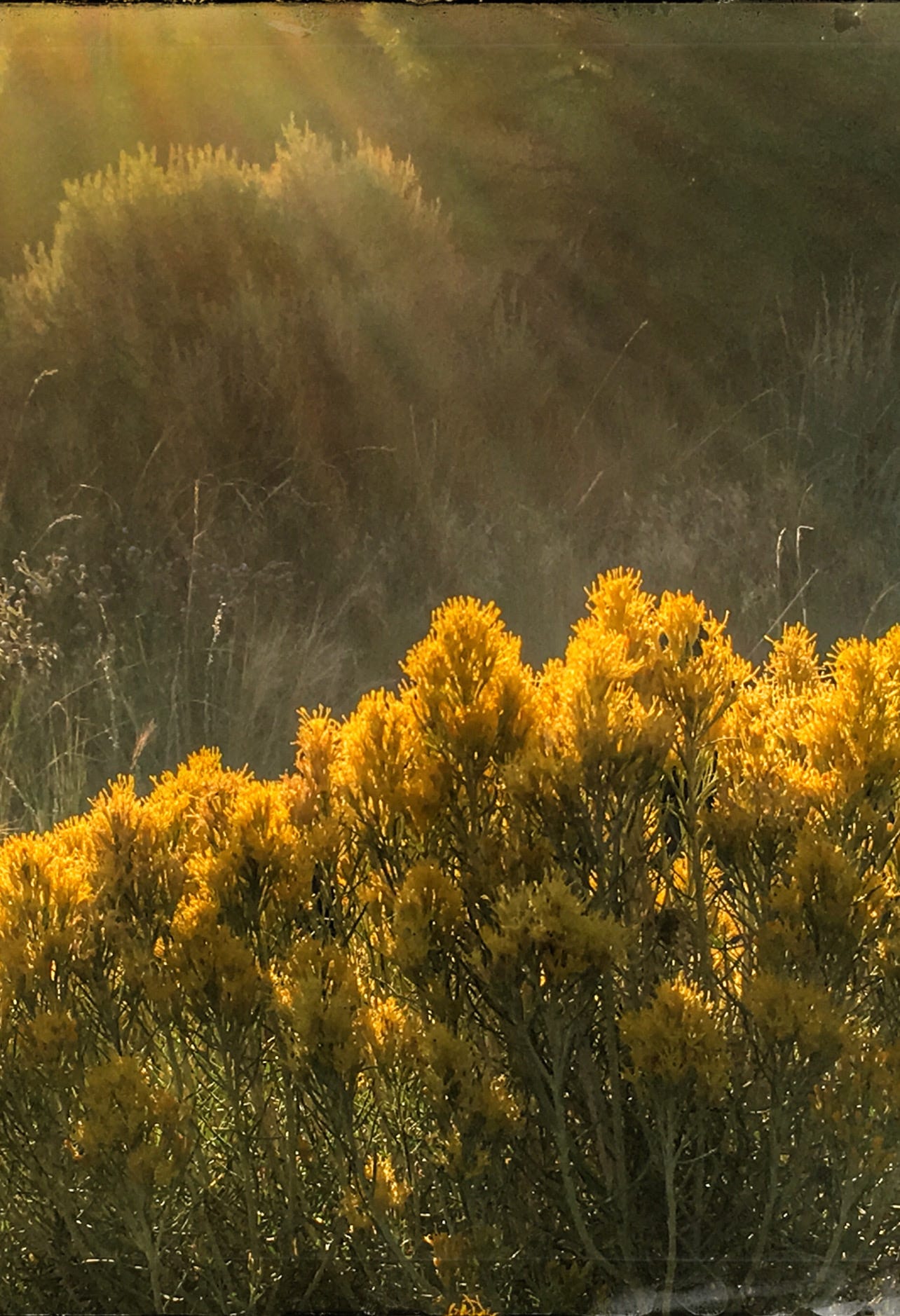 Chimisa… - Papadas’s Substack