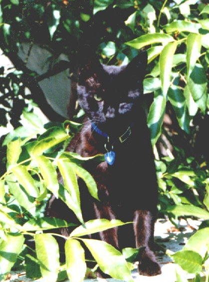 PYEWACKET REMEMBERED - by TCinLA - Thats Another Fine Mess