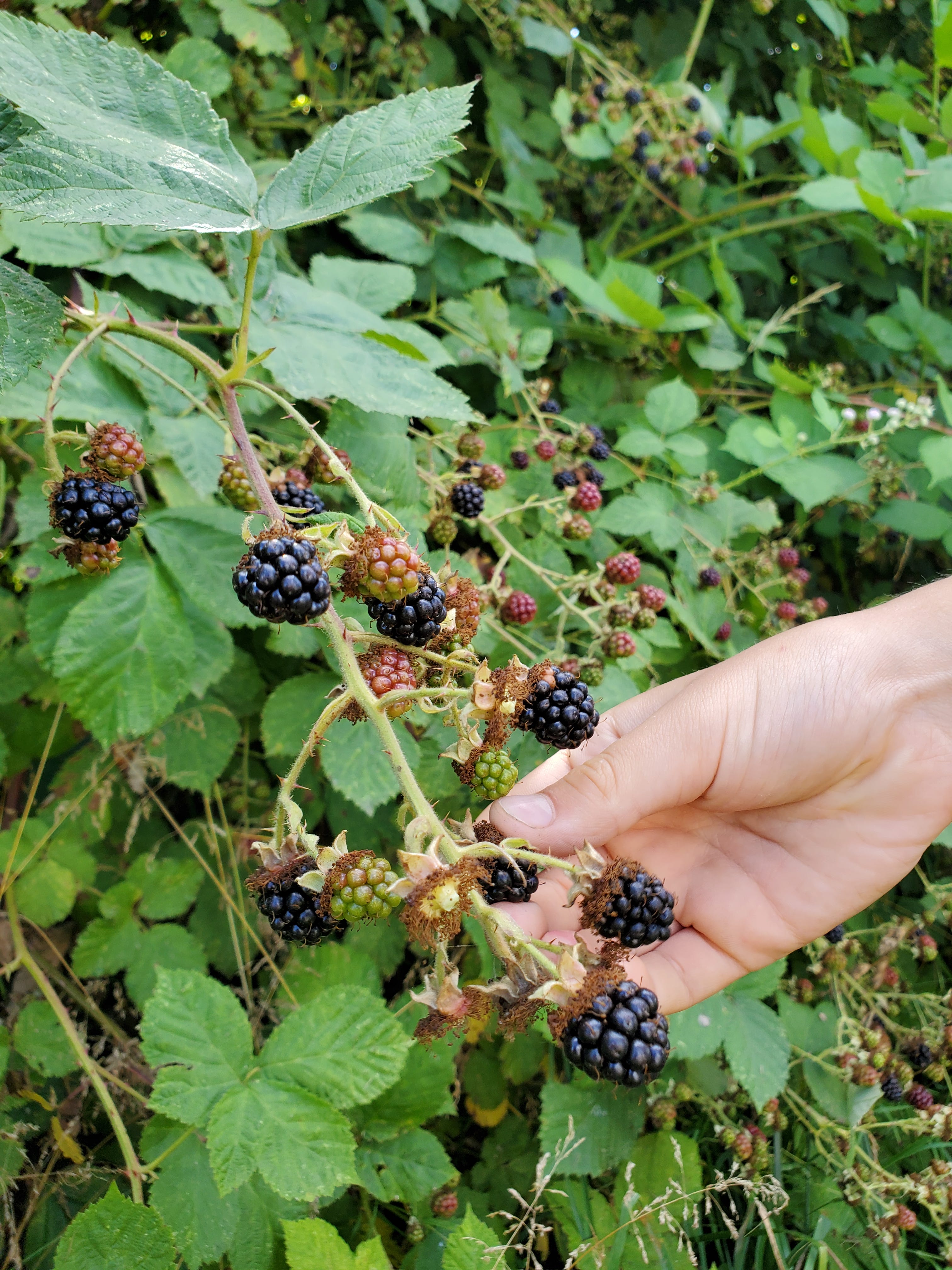The Michaelmas Daisy among dead weeds / Blooms for St. Michael’s ...