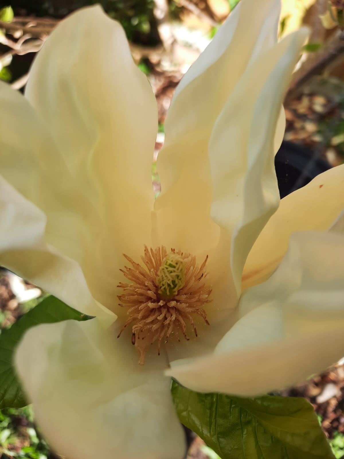 Magnificent Magnolias! - by Foraging Freya
