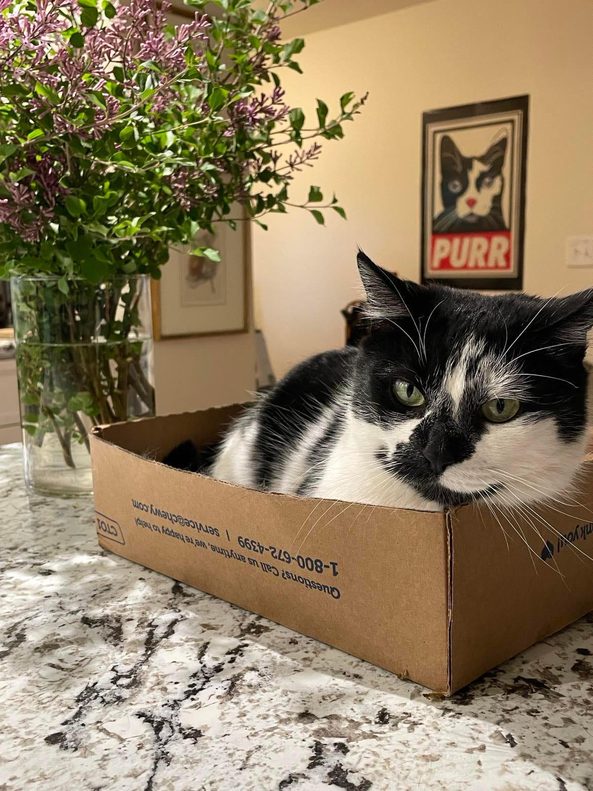 Kitten watch: day eight - by Lucian K. Truscott IV