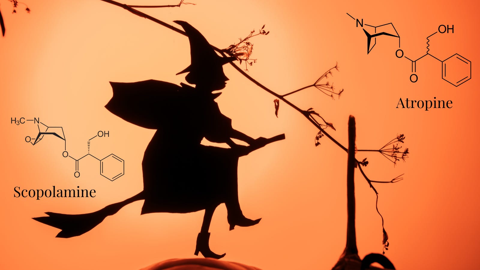 A tale of witches, plant ointments, and broomsticks
