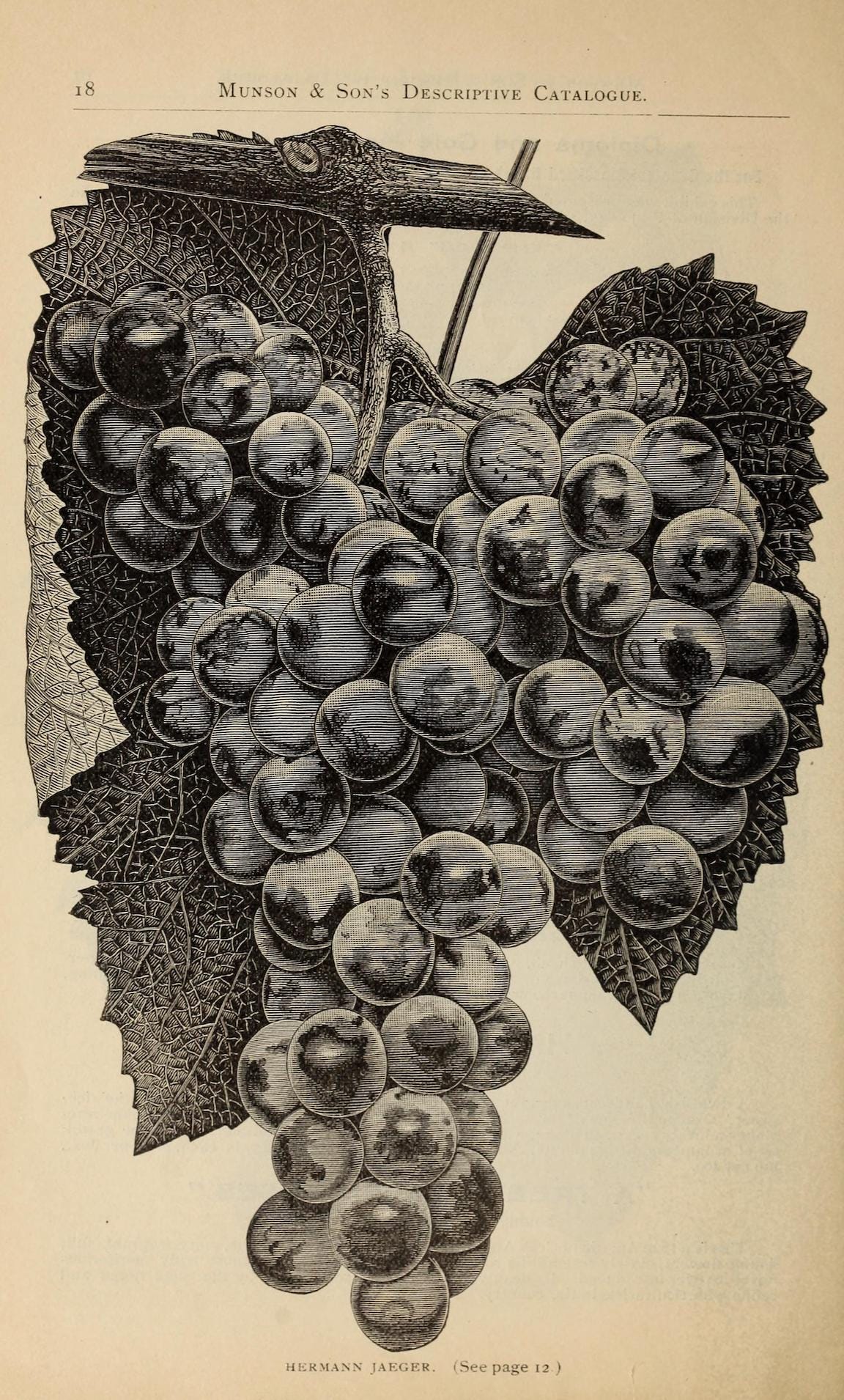 Indigenous American Grapes: Proof of Concept - by Tom Wark