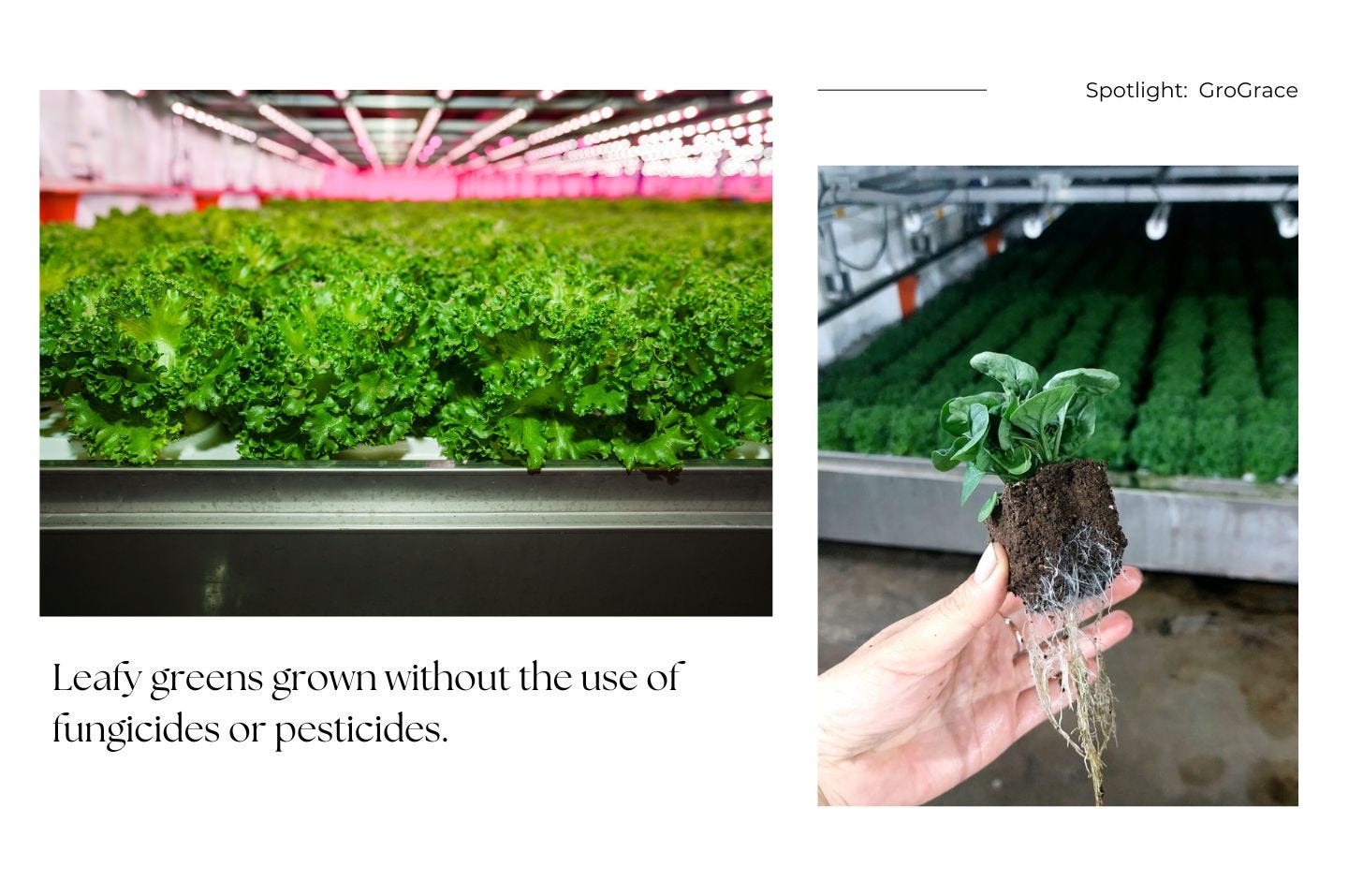 Issue 7: The Conversation with Grace Lim