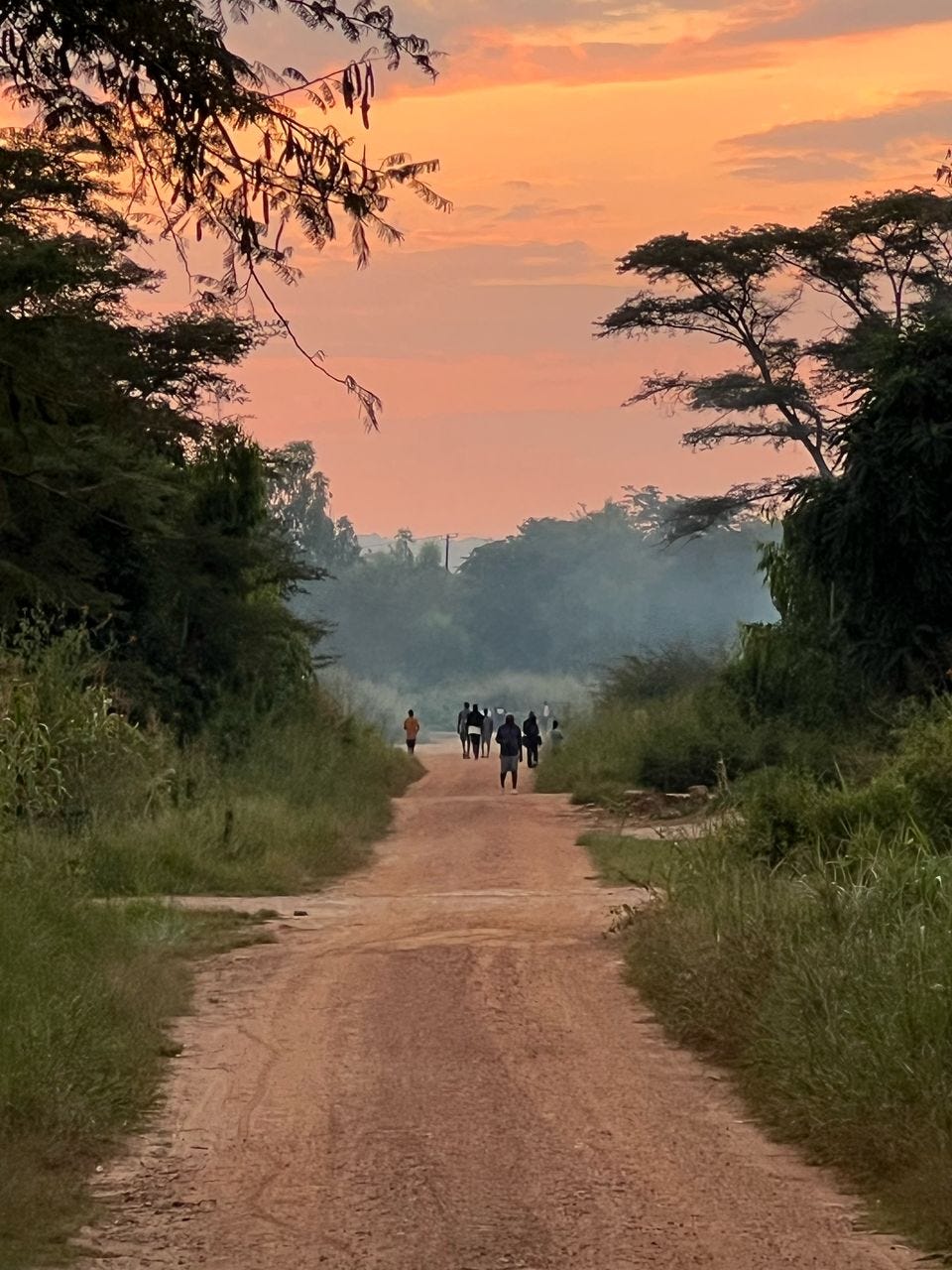 Lusaka Letter #31: Cute cats go viral and an update on my Substack "strategy"