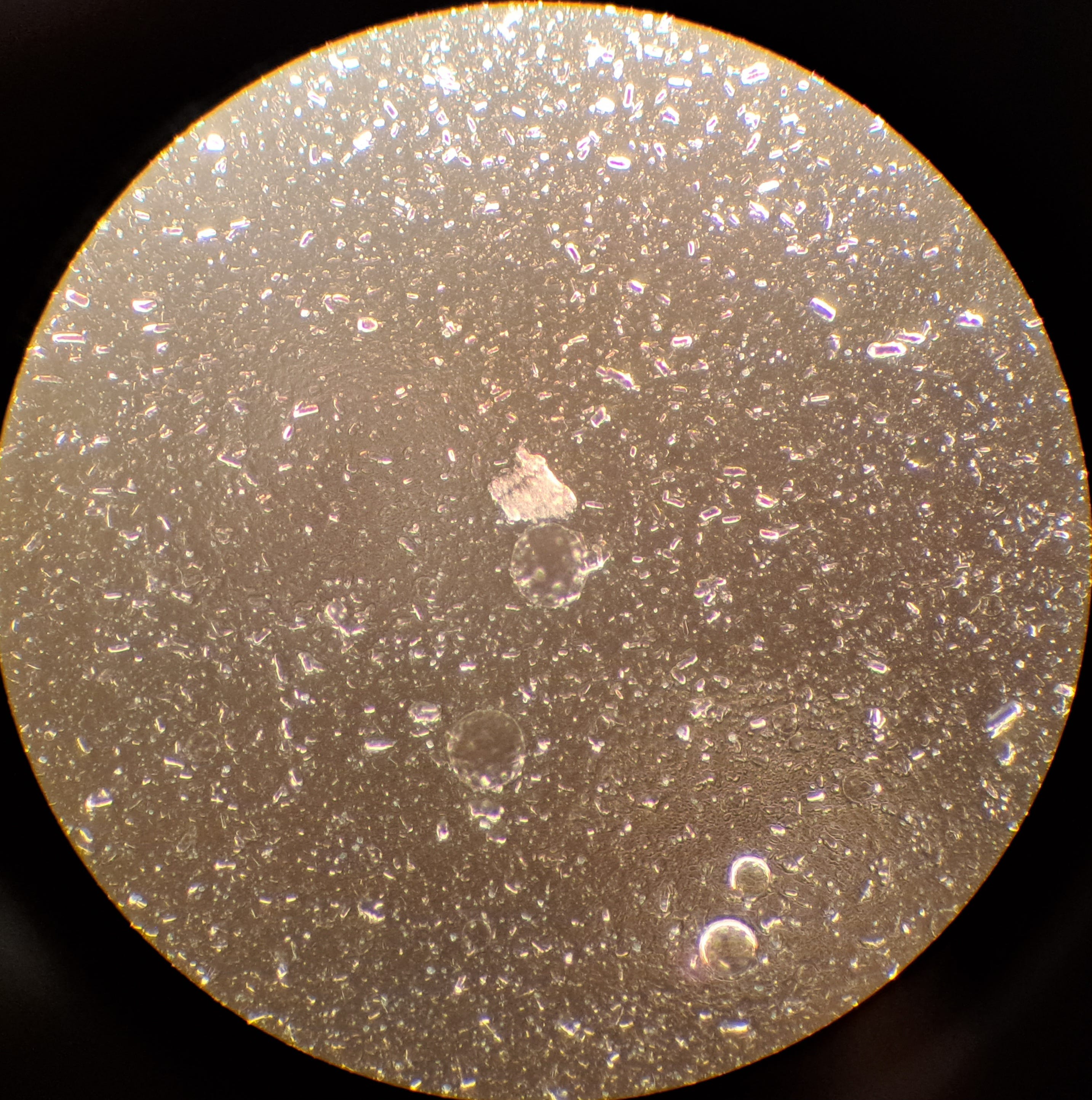 Flonase under microscope - Will: Micronaut