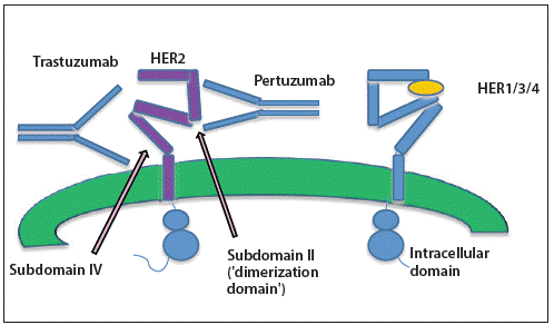 Pertuzumab in HER2 positive early breast cancer