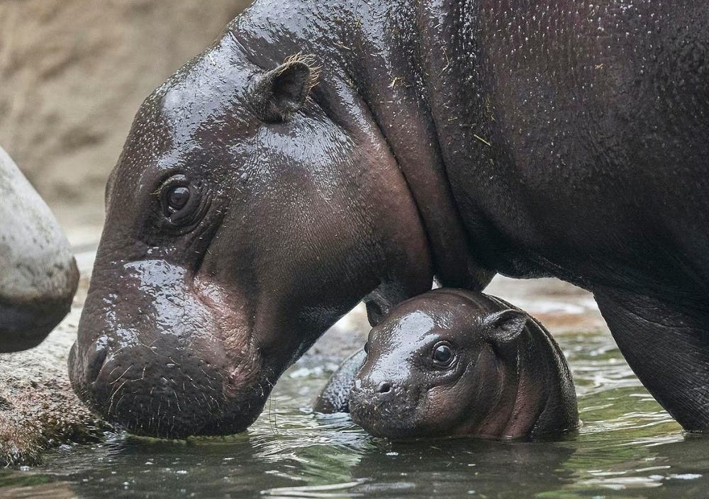 Hip Hip Hippo! - by Tony Allen-Mills - Pâté de TAM