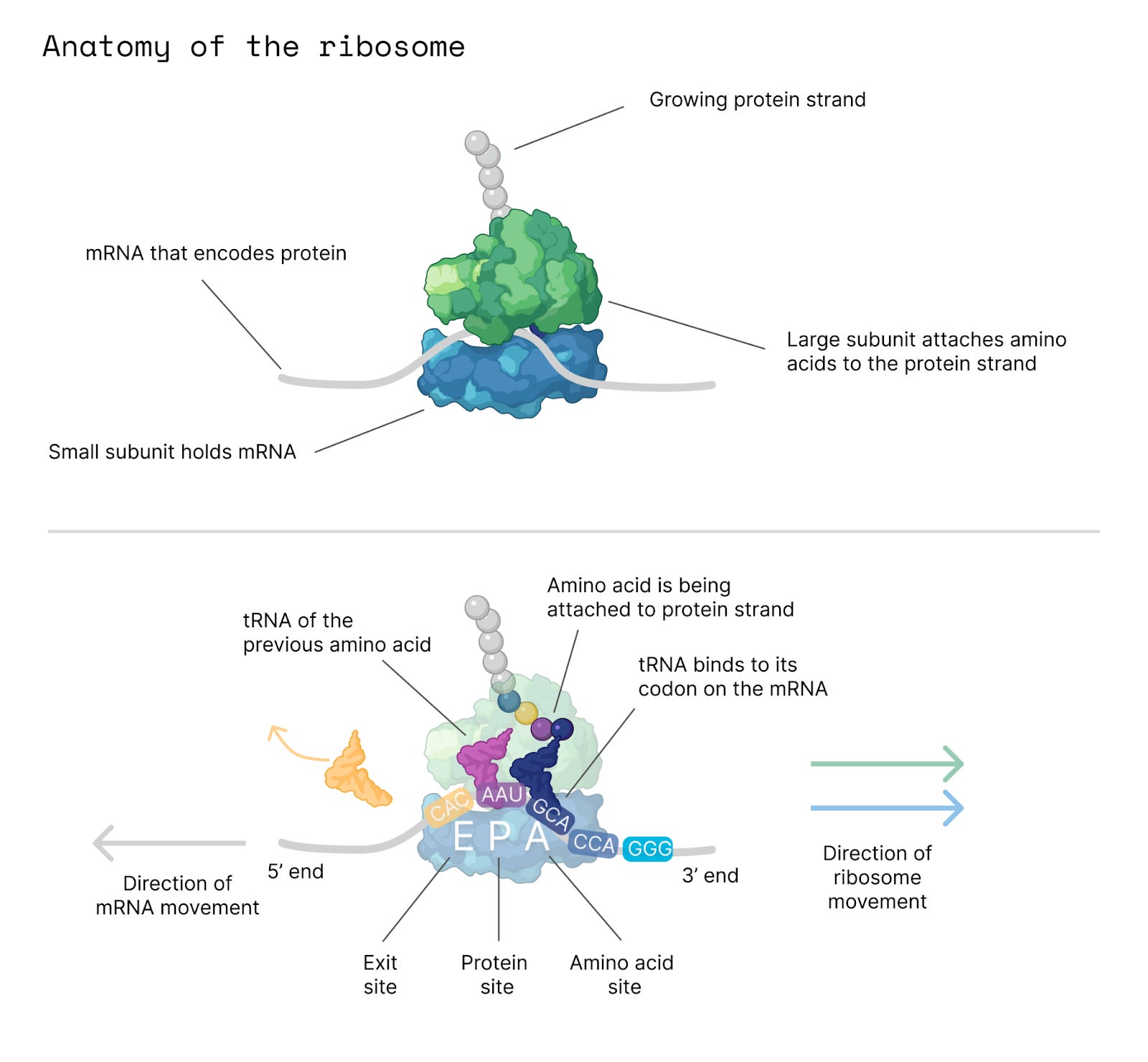 A Protein Printer - by Asimov Press and Adaptyv Bio
