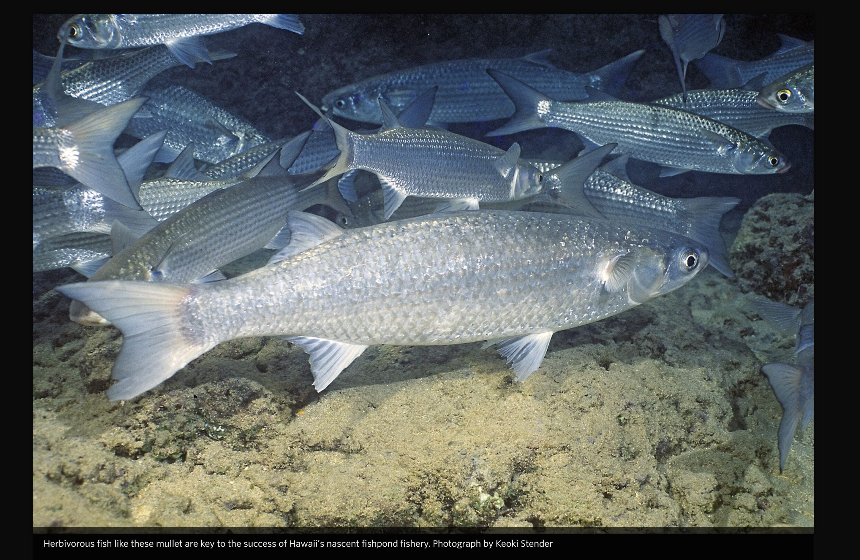 Regenerative Ocean Gardening, Kelp Farming and Marine Permaculture