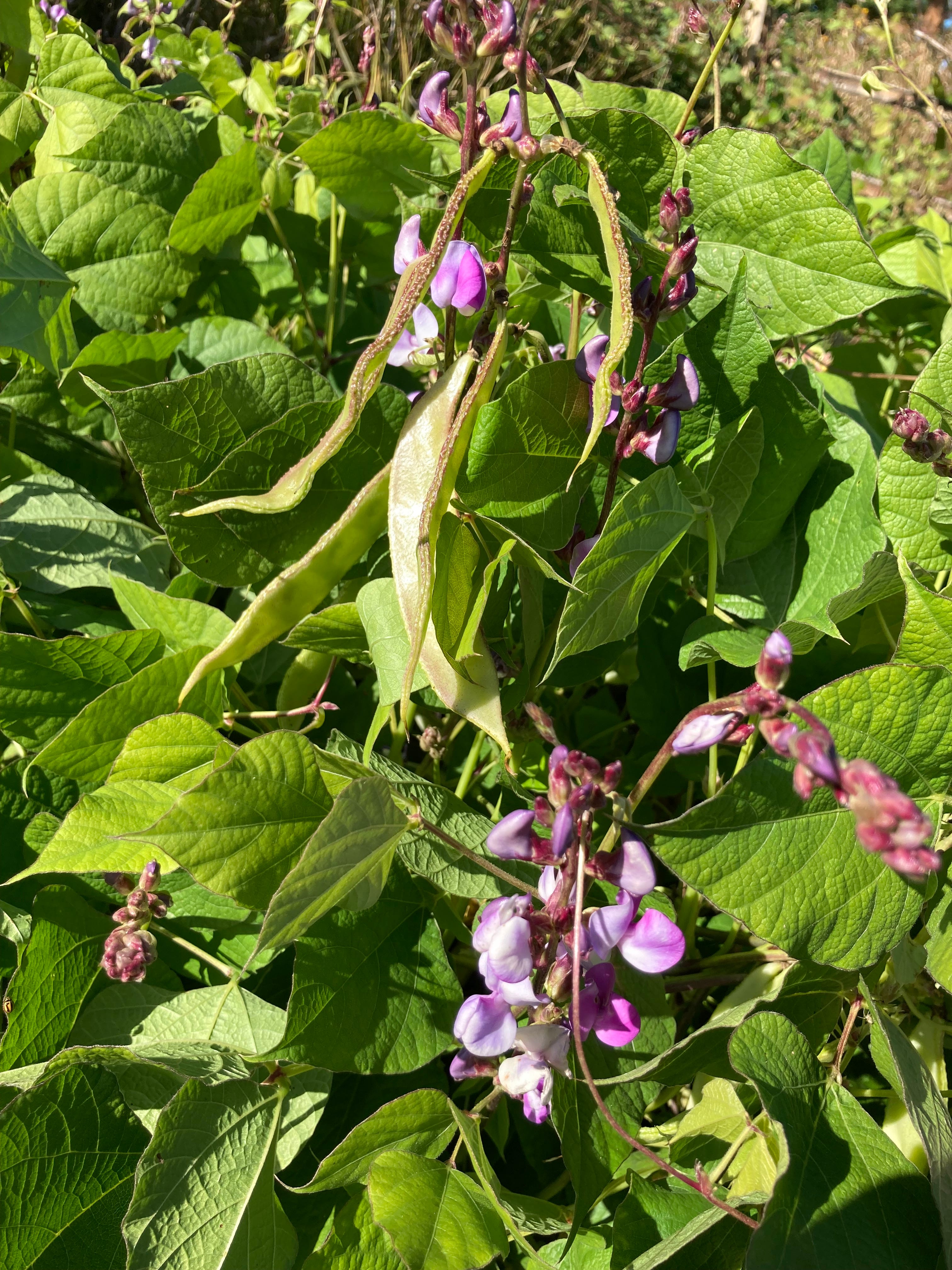 Plant Profile- Lablab Bean - by Shane Simonsen