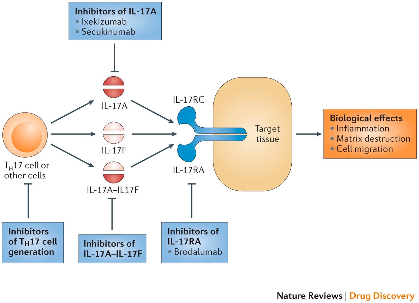 Immunology Cheat Sheet - by Dylan Neel and Aniqa Tasnim