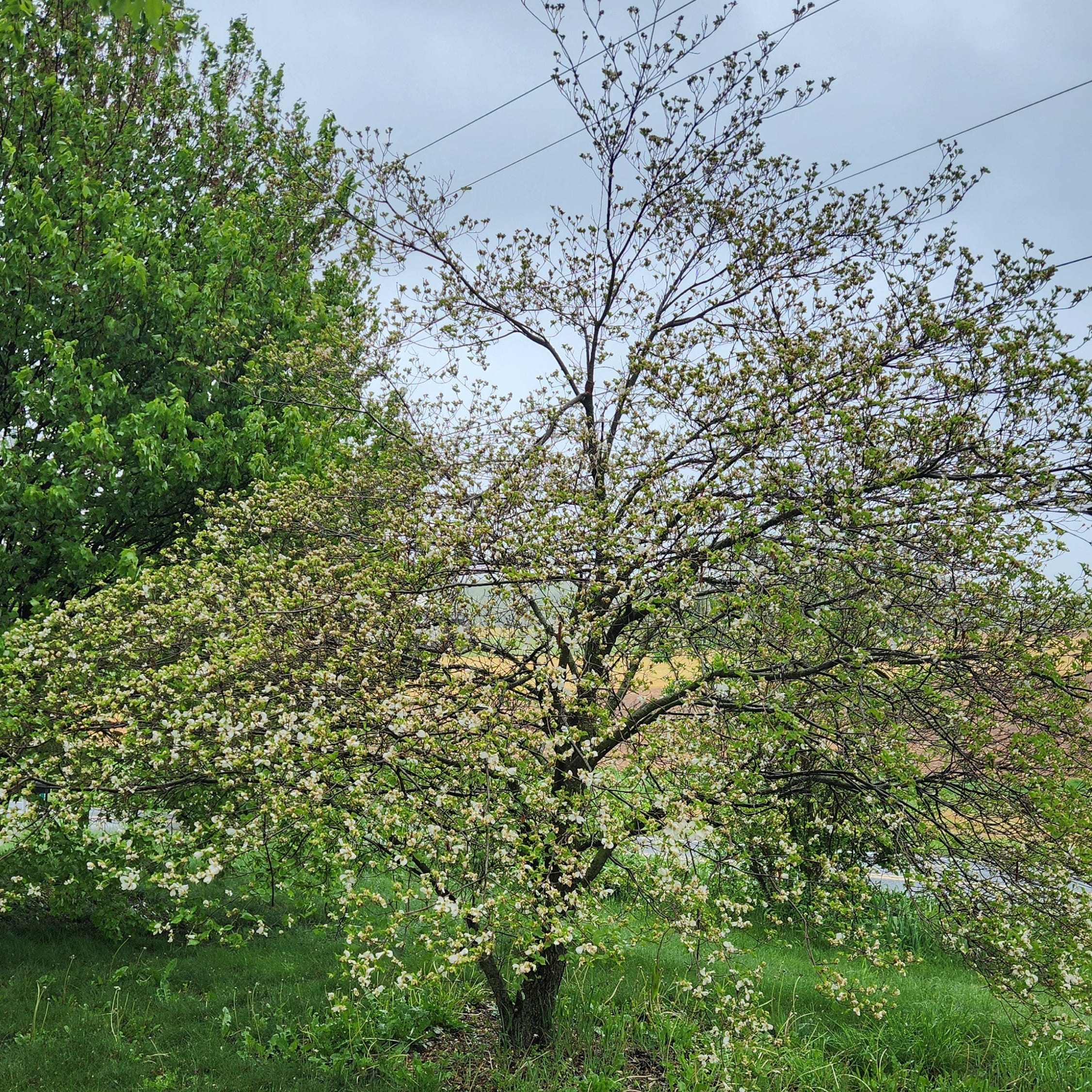 A Tale of Two Trees - by James Wheeler