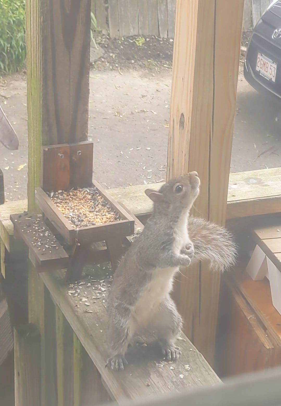 Two sides of the Pride coin - by Phoenix Birch (they/them)