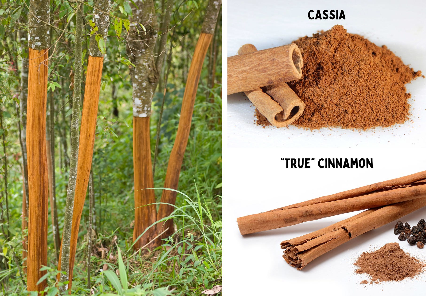 Cooking with cinnamon - Bits and Bites