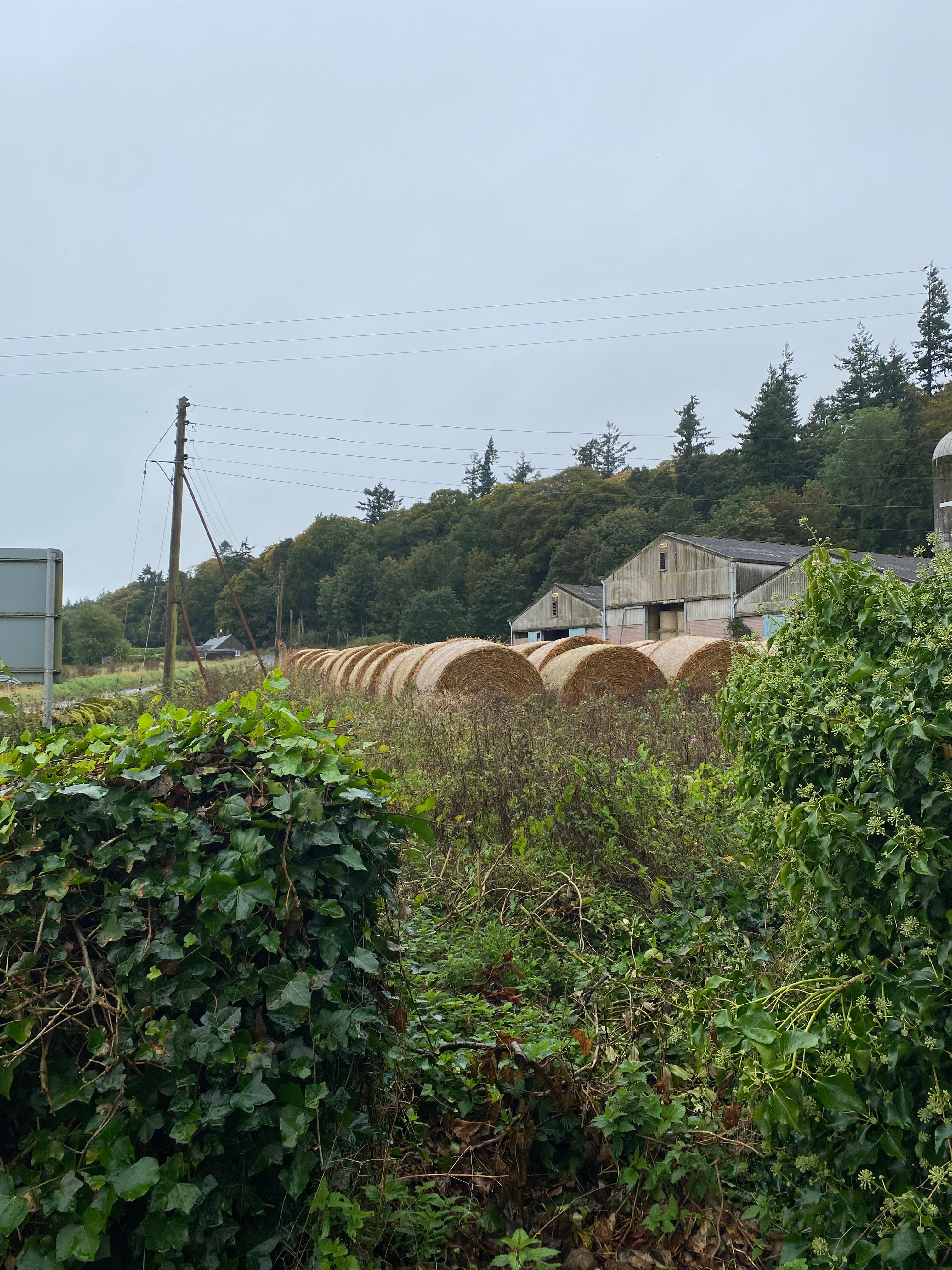 Harvest - The Seaside Forager's Year